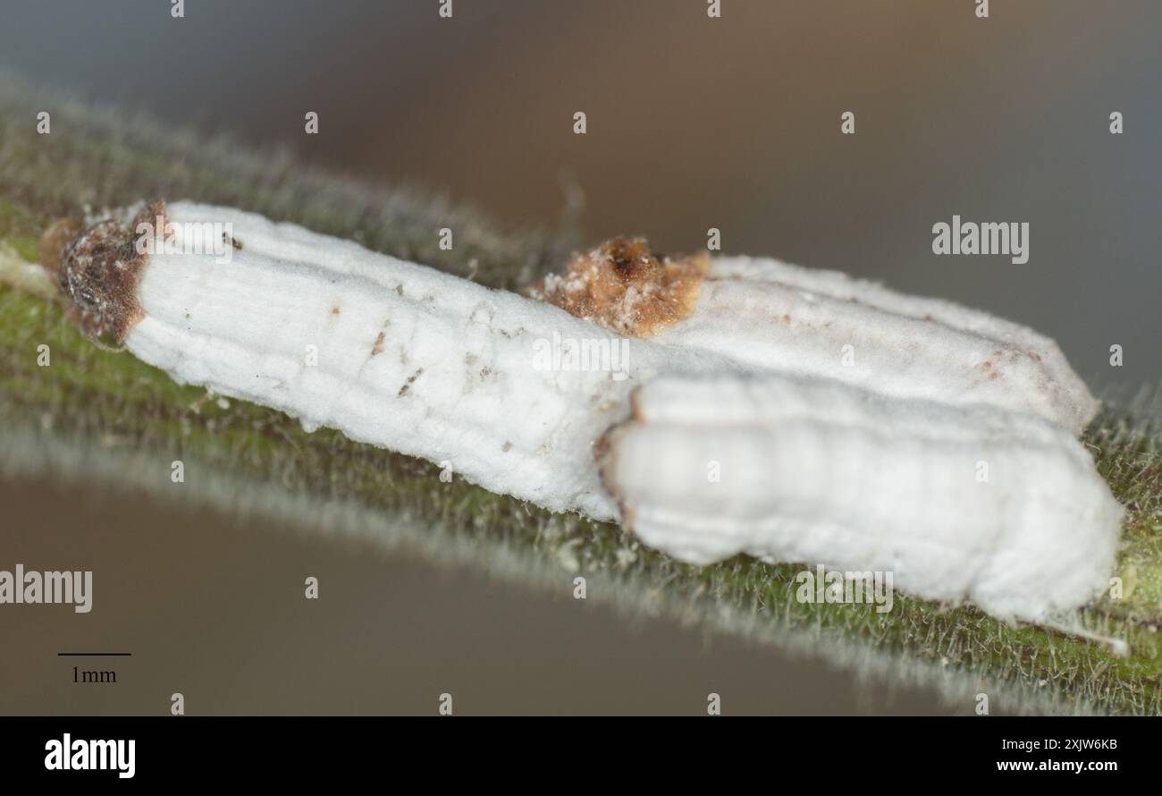 Cottony Camellia Scale (Pulvinaria floccifera) Insecta Stock Photo - Alamy