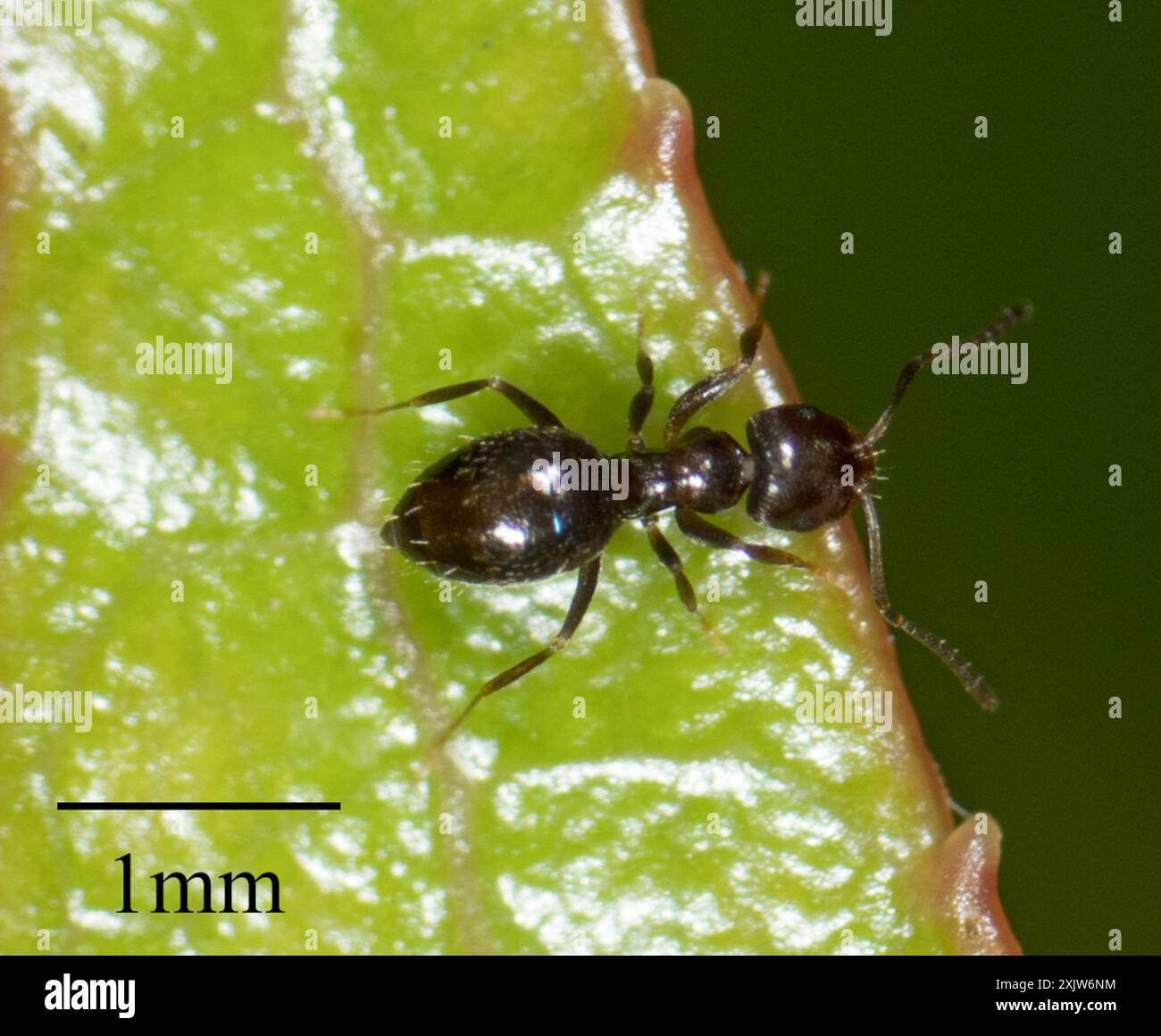 Brachymyrmex patagonicus hi-res stock photography and images - Alamy