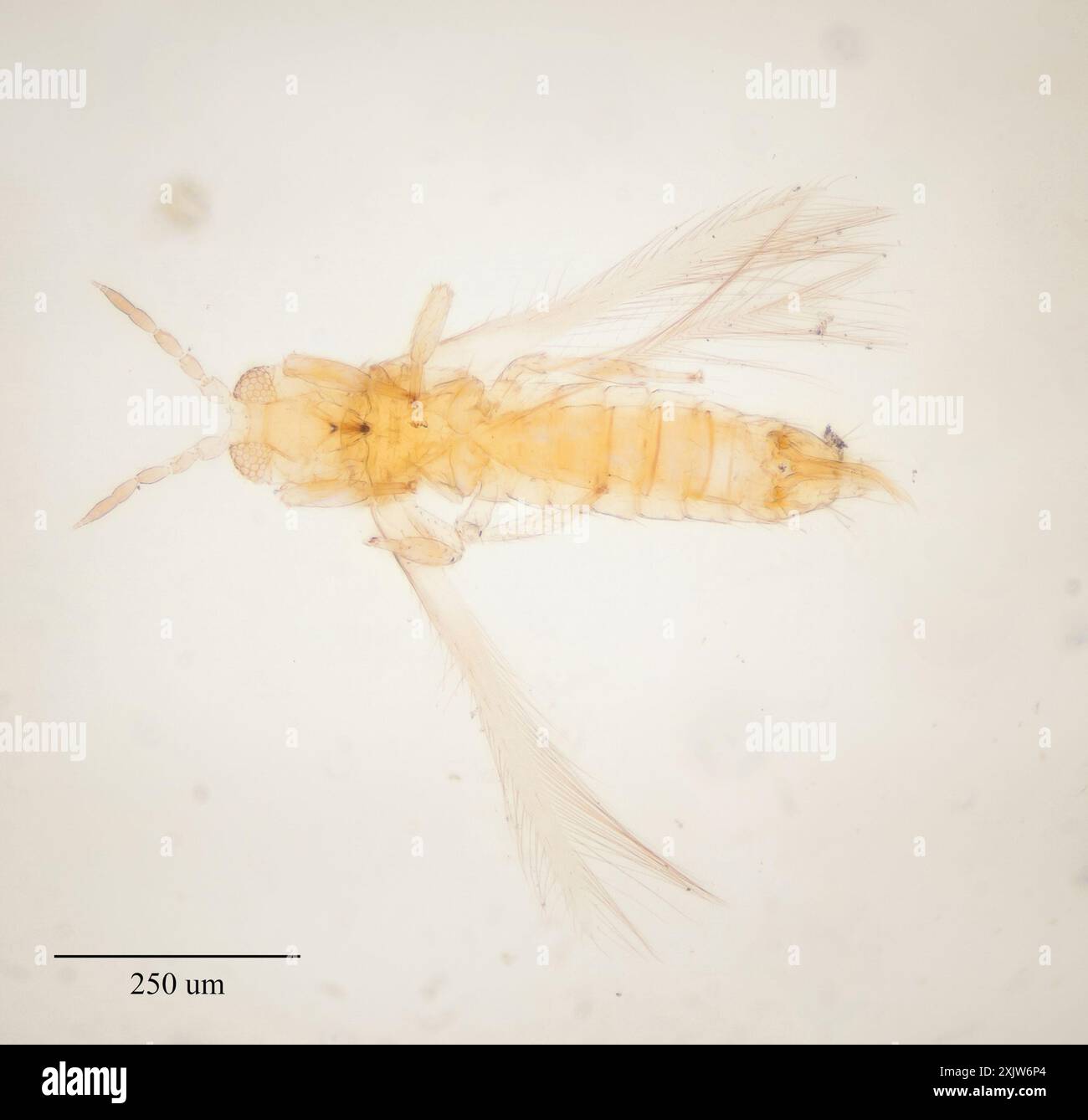 Chilli Thrips (Scirtothrips dorsalis) Insecta Stock Photo - Alamy