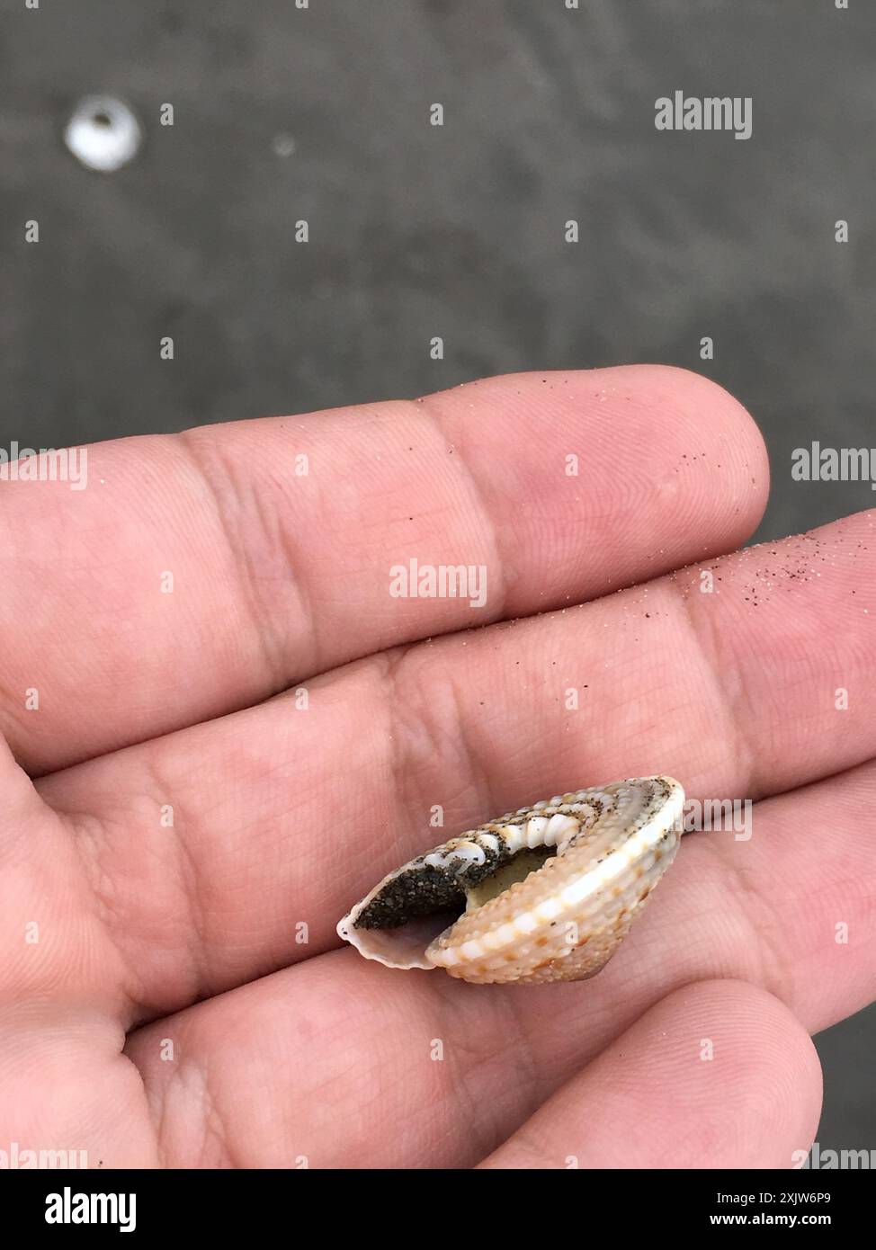 Common Sundial (Architectonica nobilis) Mollusca Stock Photo - Alamy