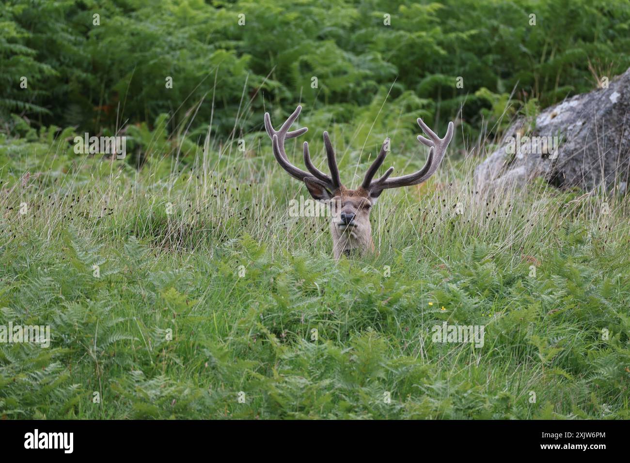 Red Stag in Scotland Stock Photo - Alamy