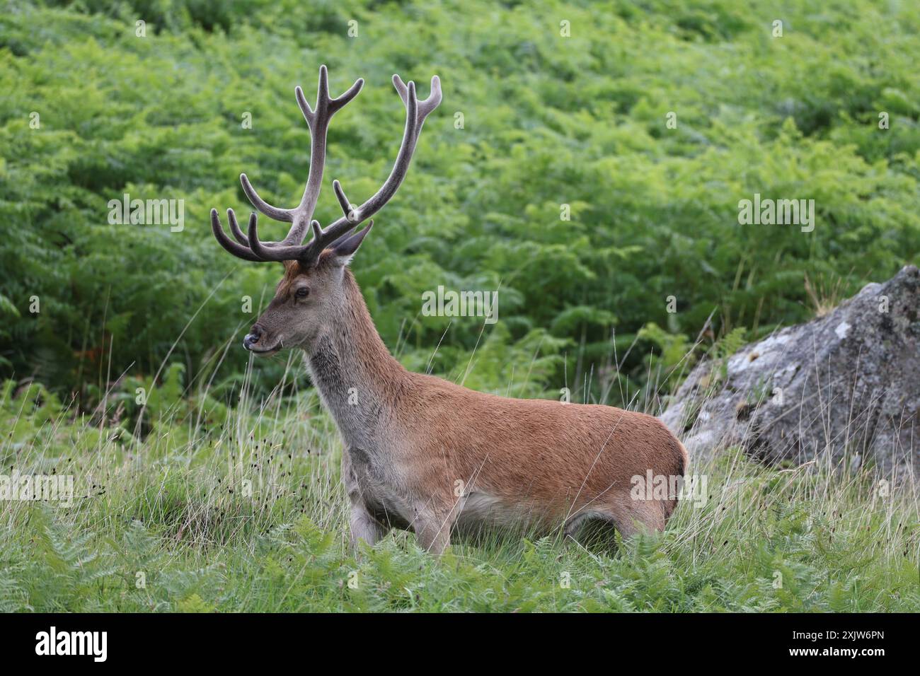 Red Stag in Scotland Stock Photo - Alamy