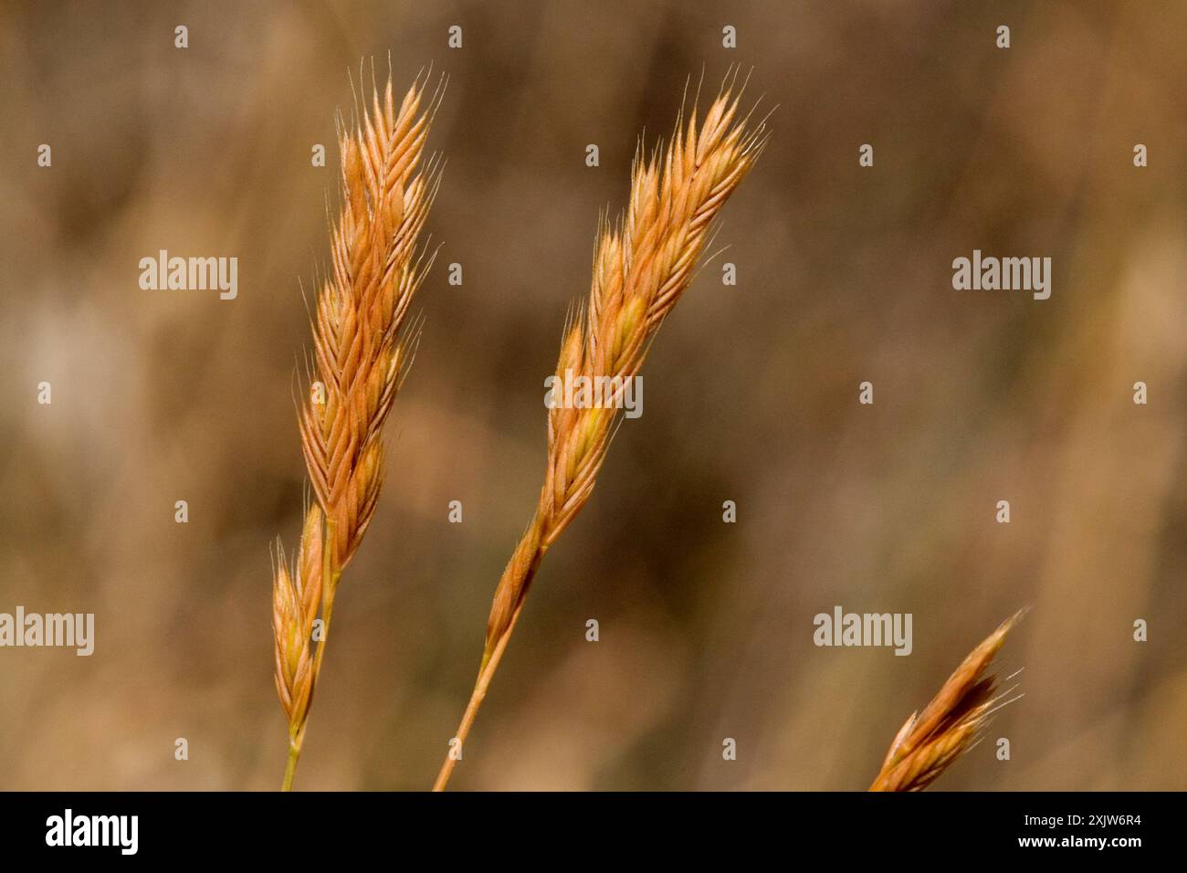 Sixweeks Fescue (Vulpia octoflora) Plantae Stock Photo - Alamy