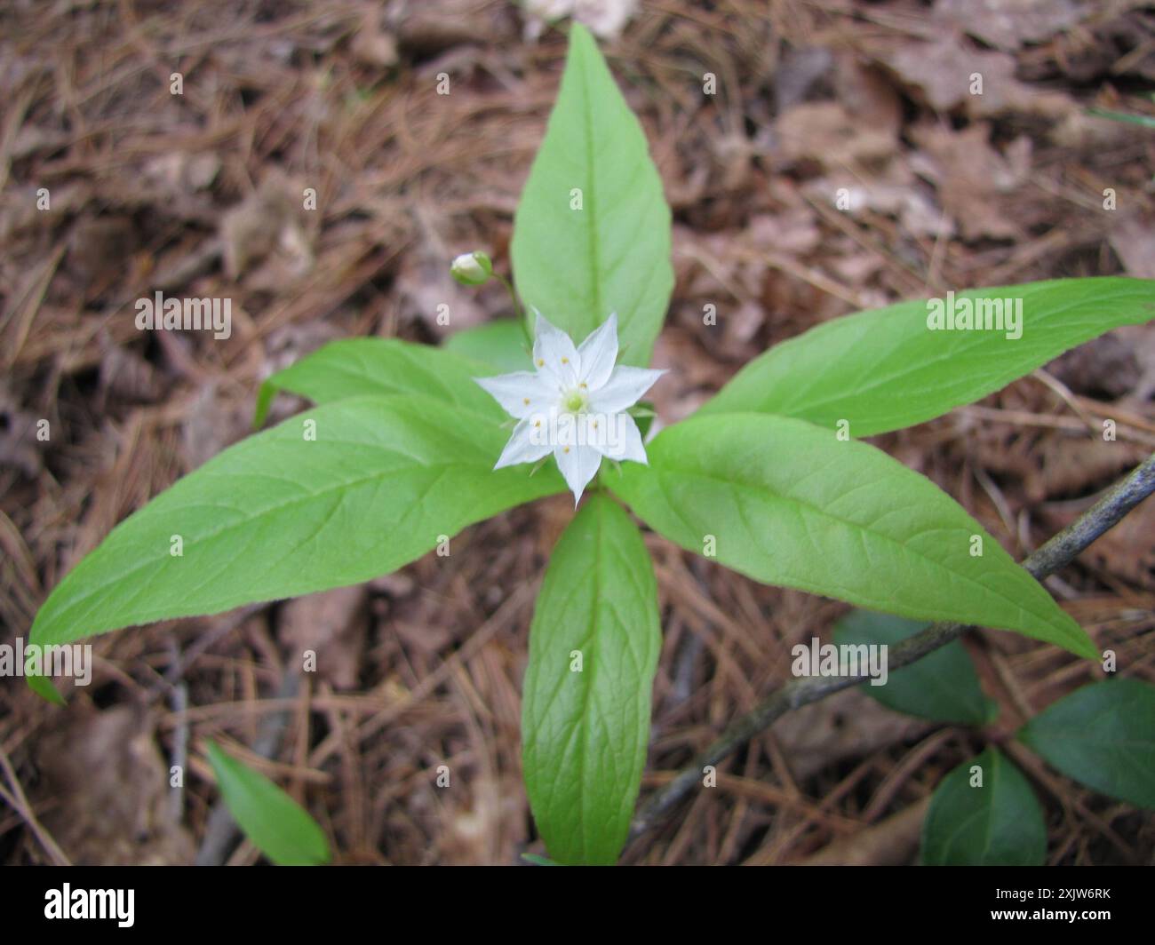 northern starflower (Lysimachia borealis) Plantae Stock Photo - Alamy