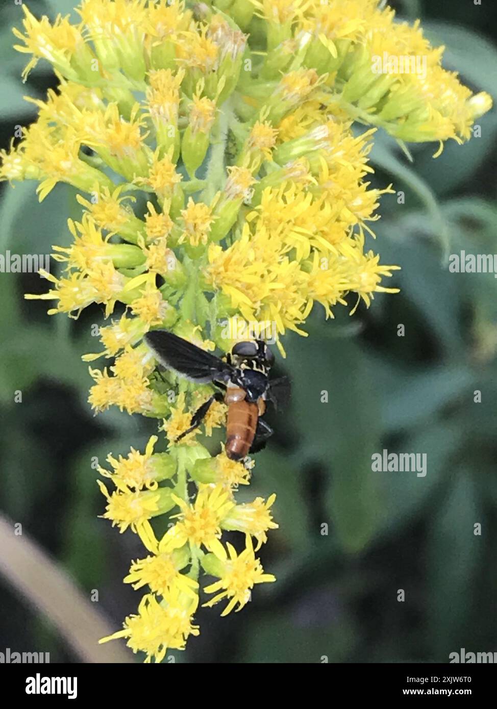 Swift Feather-legged Fly (Trichopoda pennipes) Insecta Stock Photo - Alamy