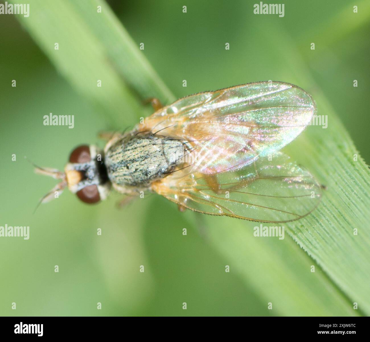 Bermudagrass Stem Maggot (Atherigona reversura) Insecta Stock Photo - Alamy