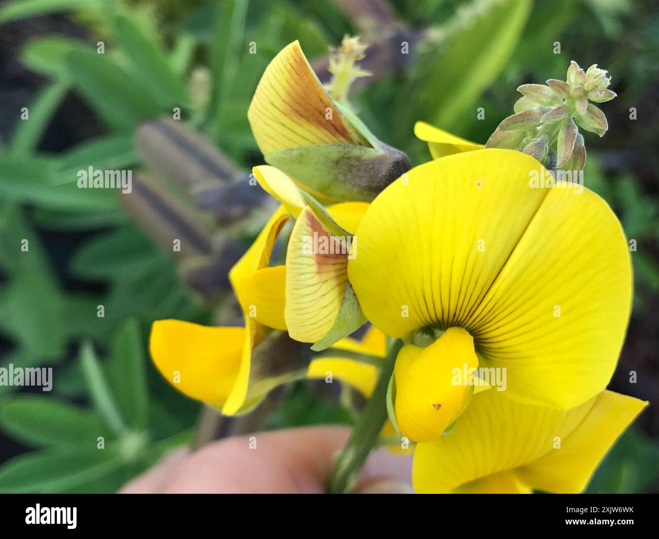 low rattlebox (Crotalaria pumila) Plantae Stock Photo - Alamy