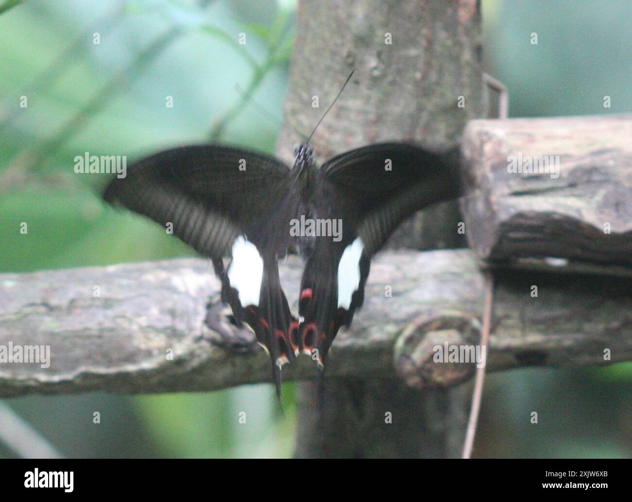 Red Helen Swallowtail (Papilio helenus) Insecta Stock Photo - Alamy
