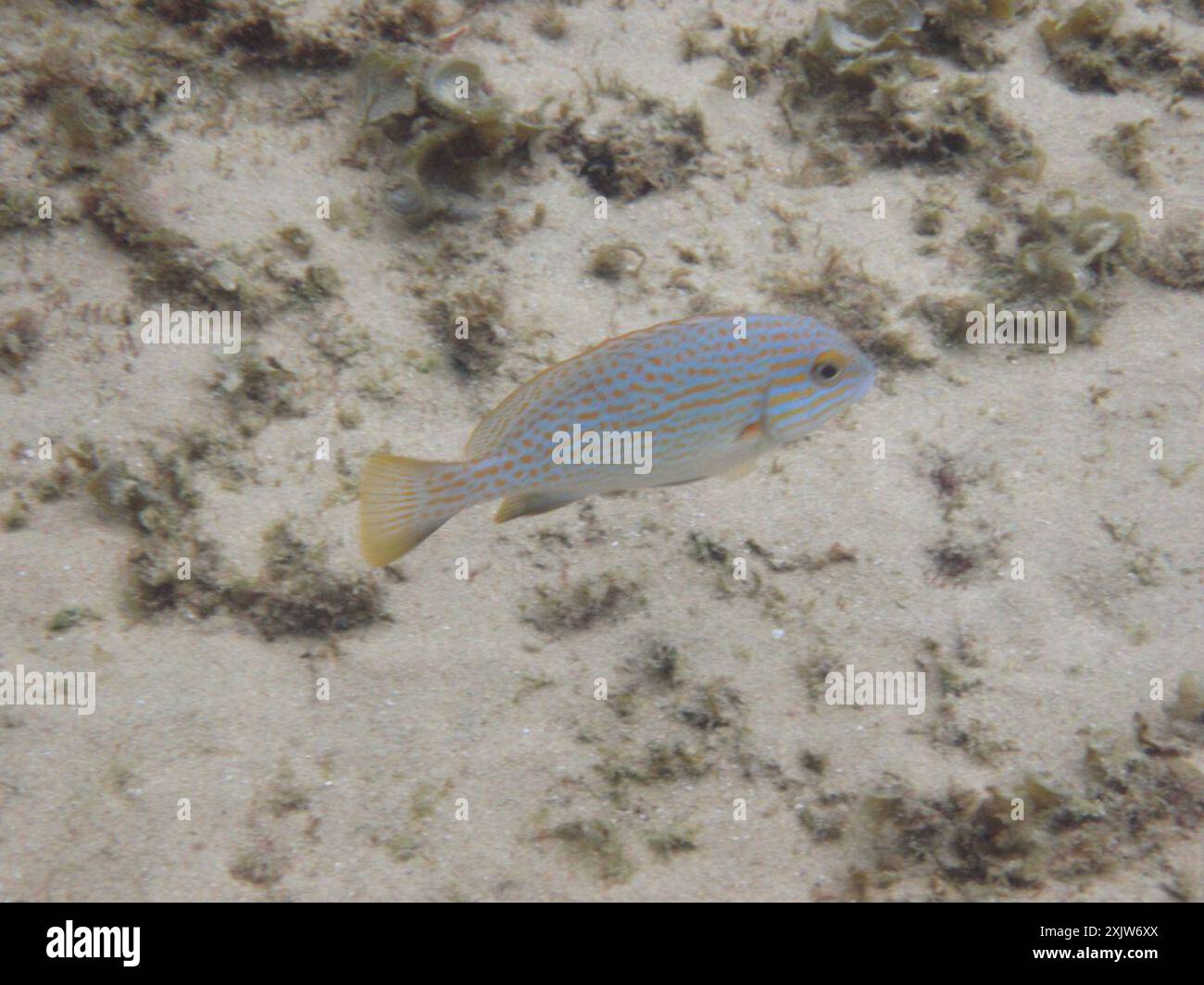 Goldspotted Sweetlips (Plectorhinchus flavomaculatus) Actinopterygii ...