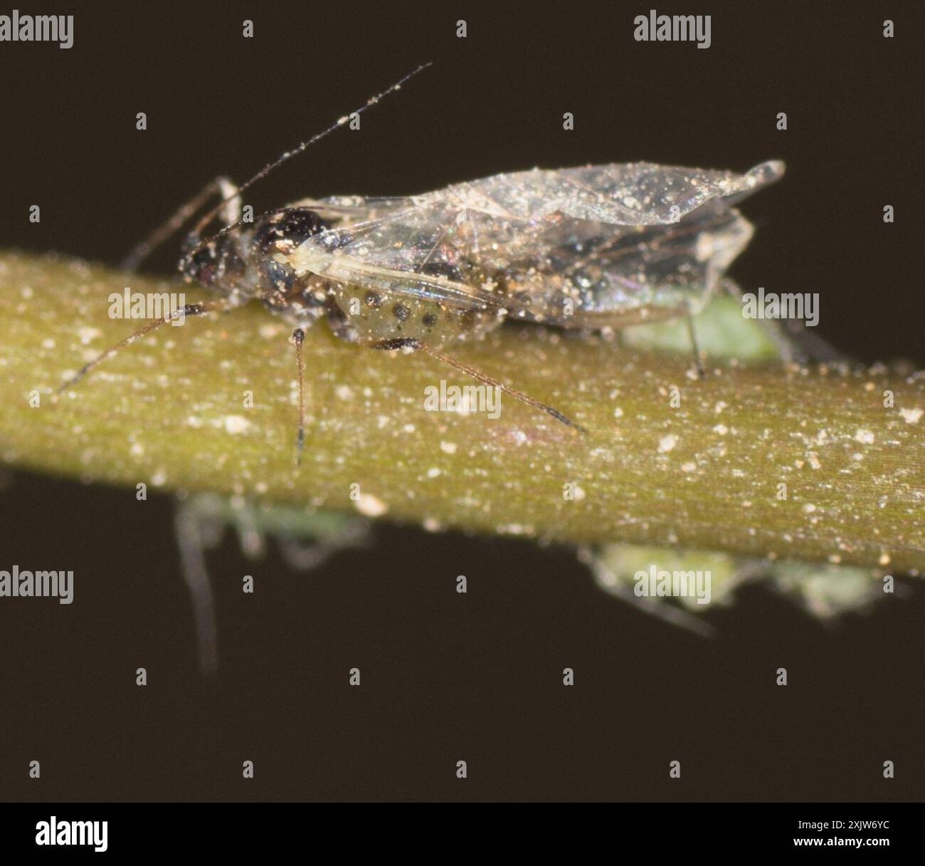Potato Aphid (Macrosiphum euphorbiae) Insecta Stock Photo - Alamy
