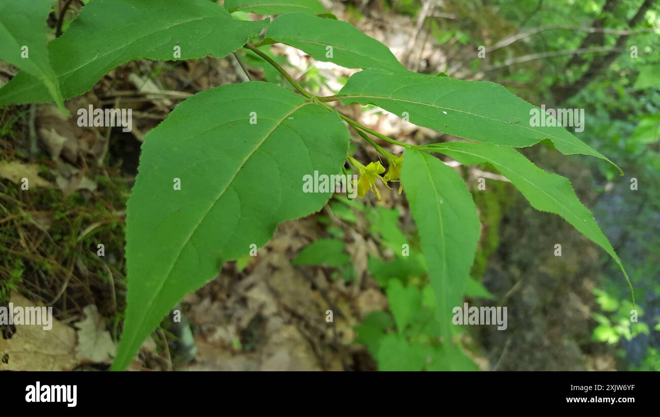 northern bush honeysuckle (Diervilla lonicera) Plantae Stock Photo - Alamy