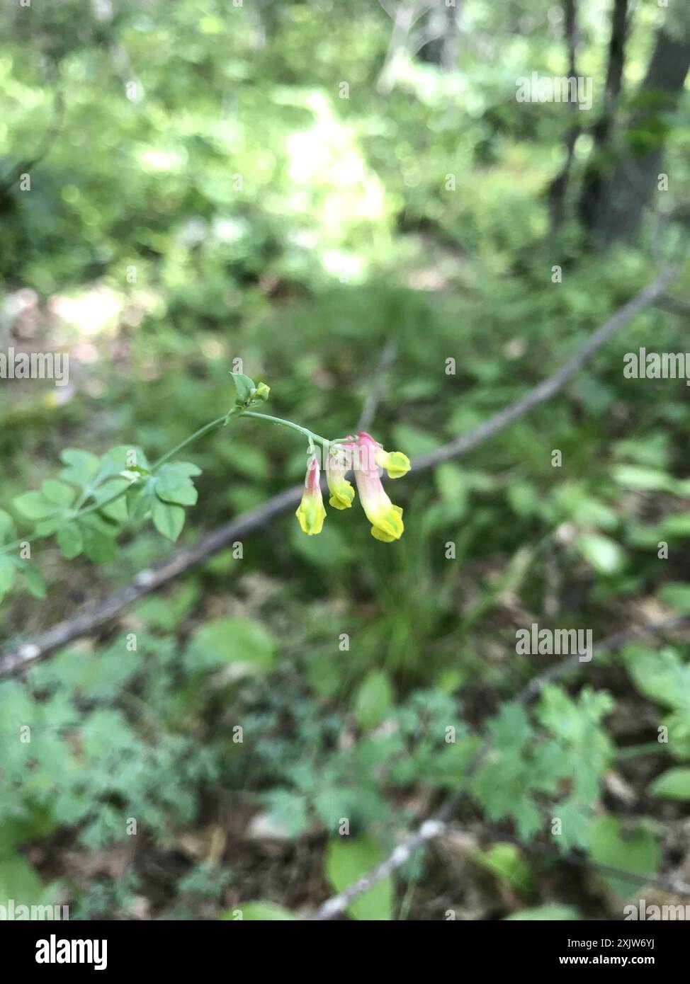 rock harlequin (Capnoides sempervirens) Plantae Stock Photo - Alamy
