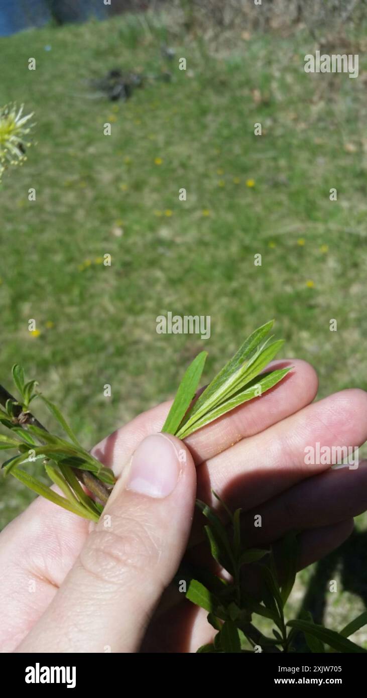 interior sandbar willow (Salix interior) Plantae Stock Photo - Alamy