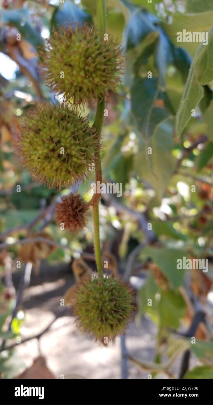 western sycamore (Platanus racemosa) Plantae Stock Photo - Alamy