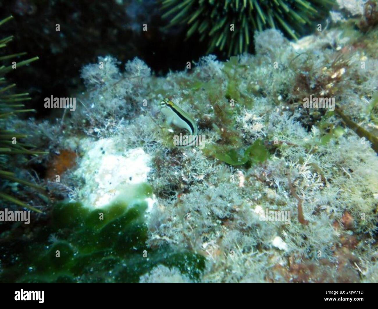 Crested Blenny (Parablennius laticlavius) Actinopterygii Stock Photo ...