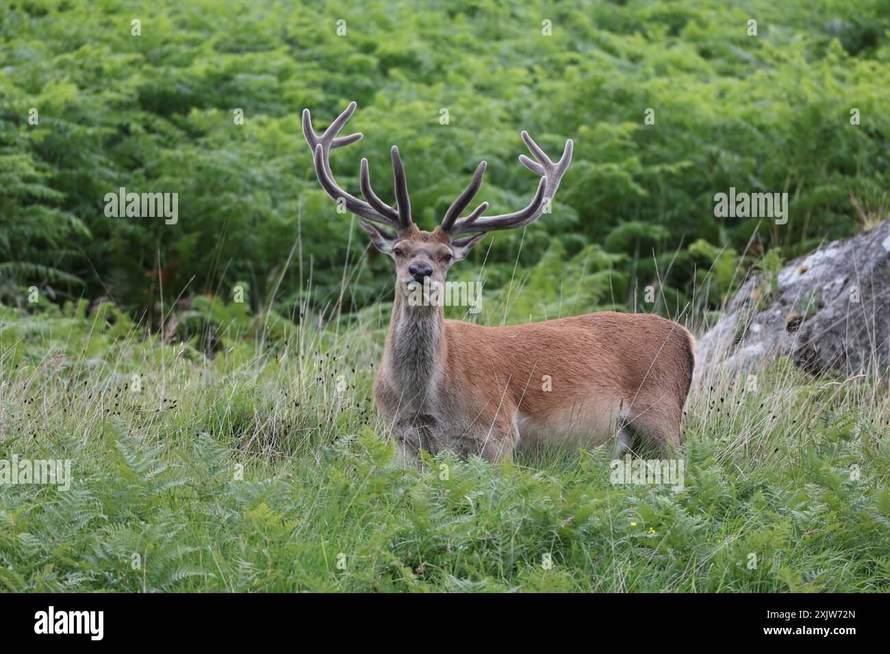 Red Stag in Scotland Stock Photo - Alamy