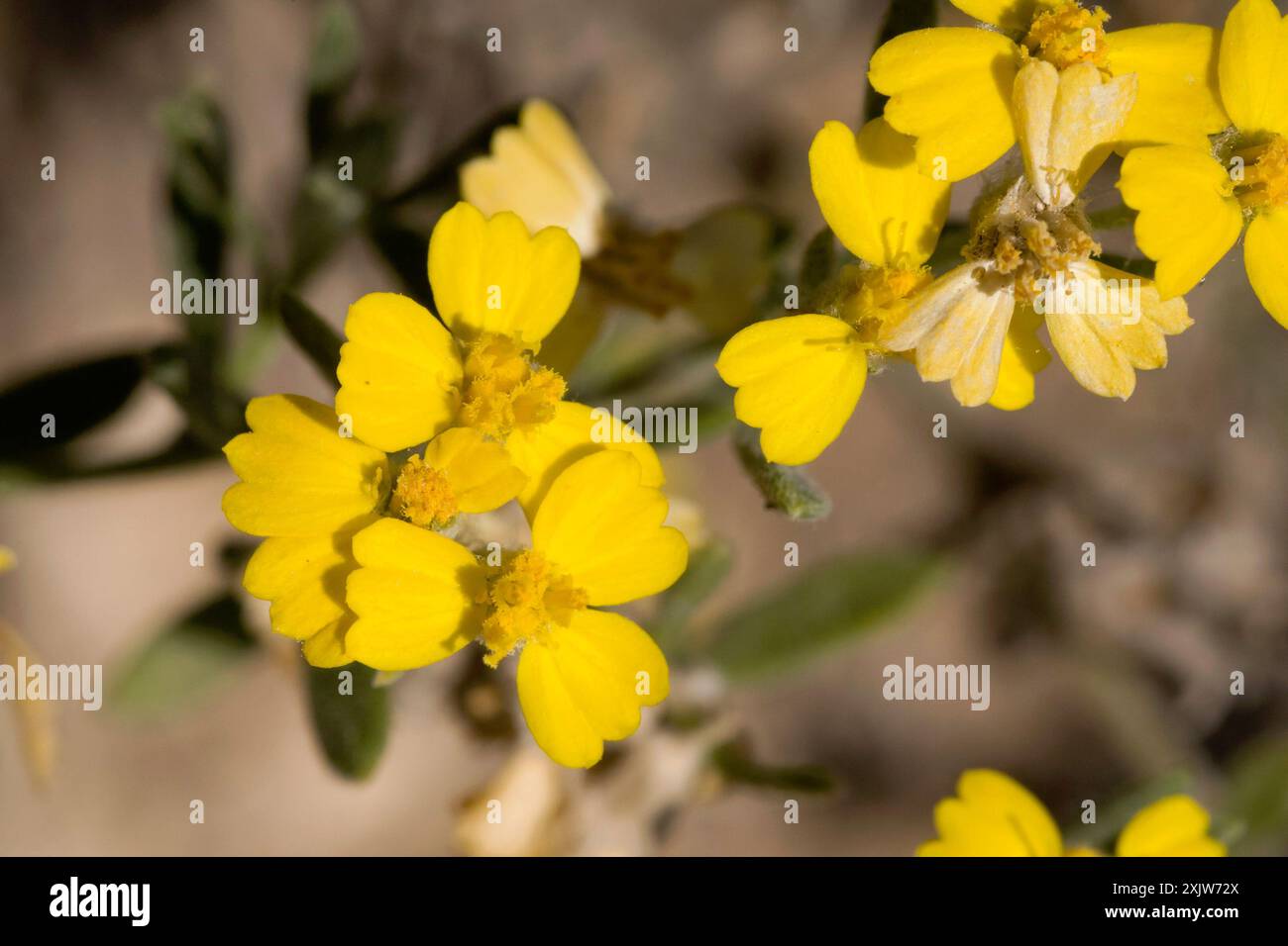 Woolly paperflower (Psilostrophe villosa) Plantae Stock Photo - Alamy
