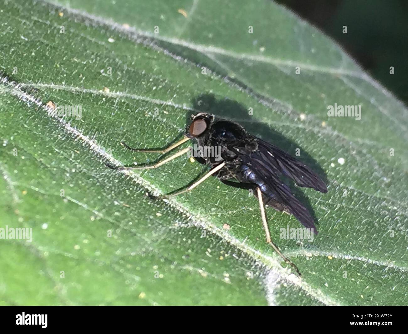 (Chrysopilus velutinus) Insecta Stock Photo - Alamy