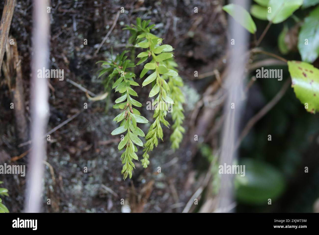 Fork Fern (Tmesipteris tannensis) Plantae Stock Photo - Alamy