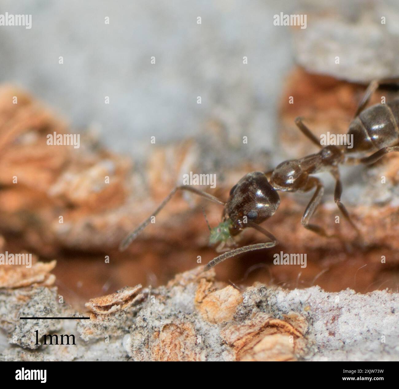 Argentine Ant (Linepithema humile) Insecta Stock Photo - Alamy