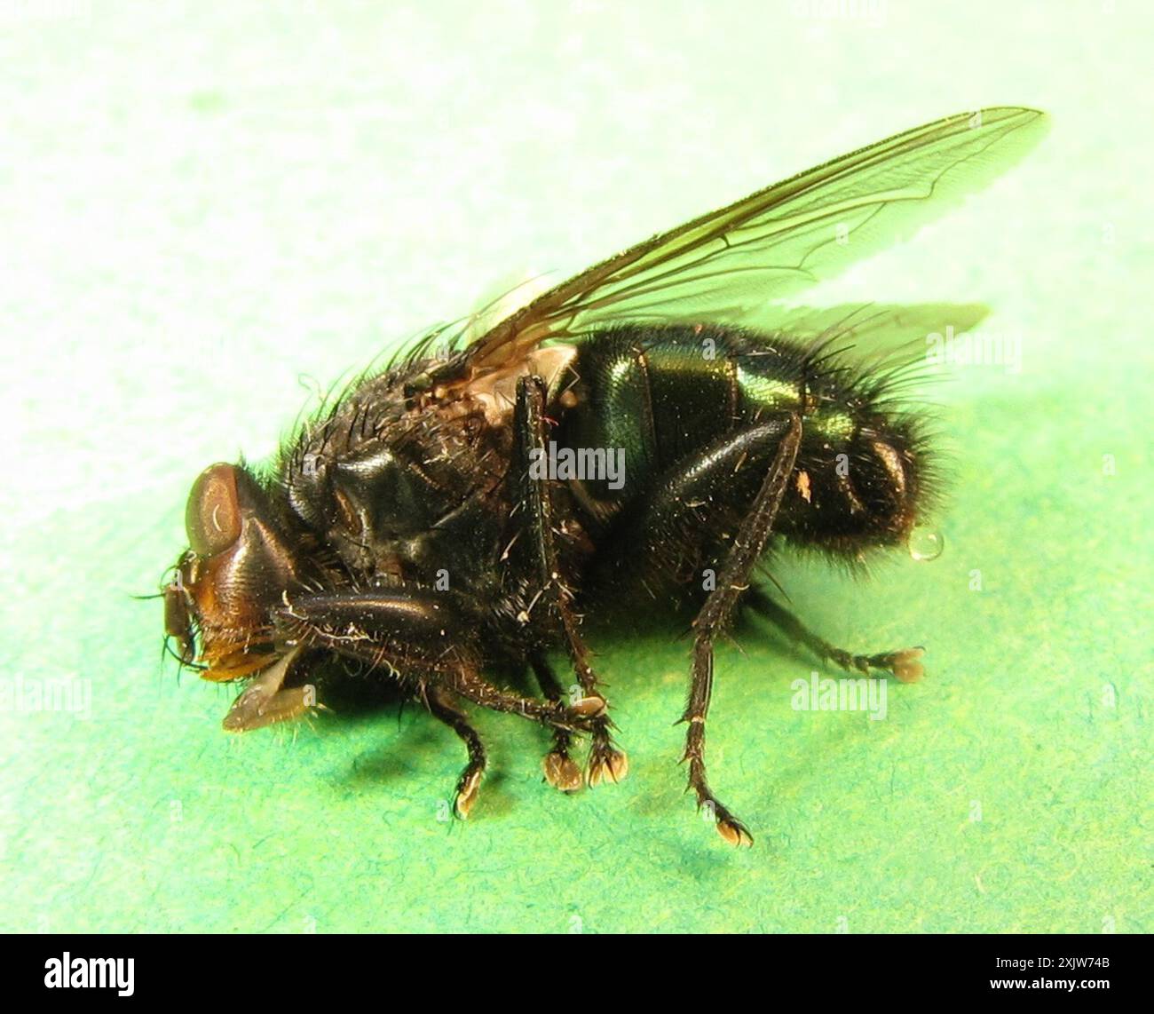 Shiny Blue Bottle Fly (Cynomya cadaverina) Insecta Stock Photo - Alamy