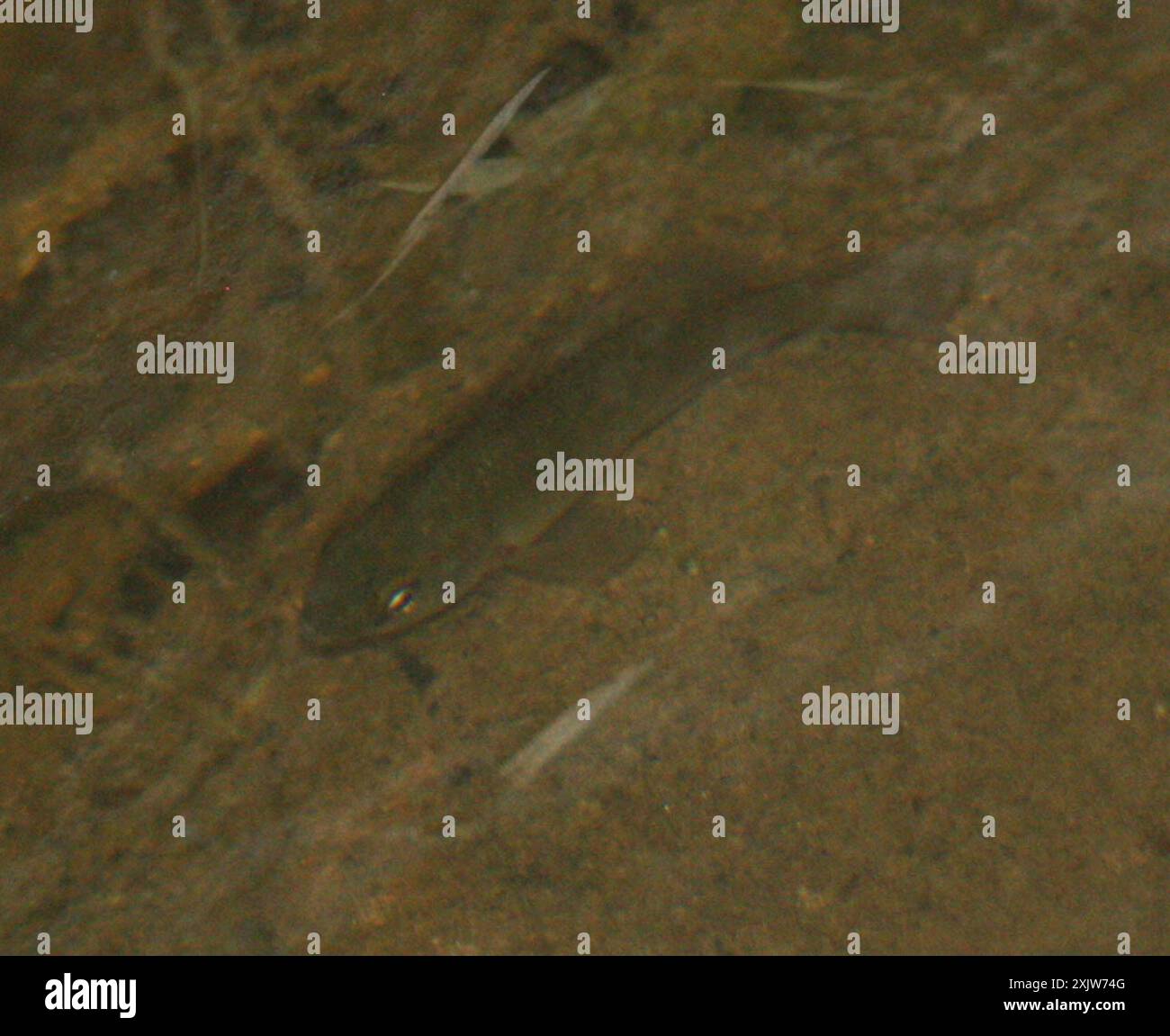 Common Sunfishes (Lepomis) Actinopterygii Stock Photo - Alamy