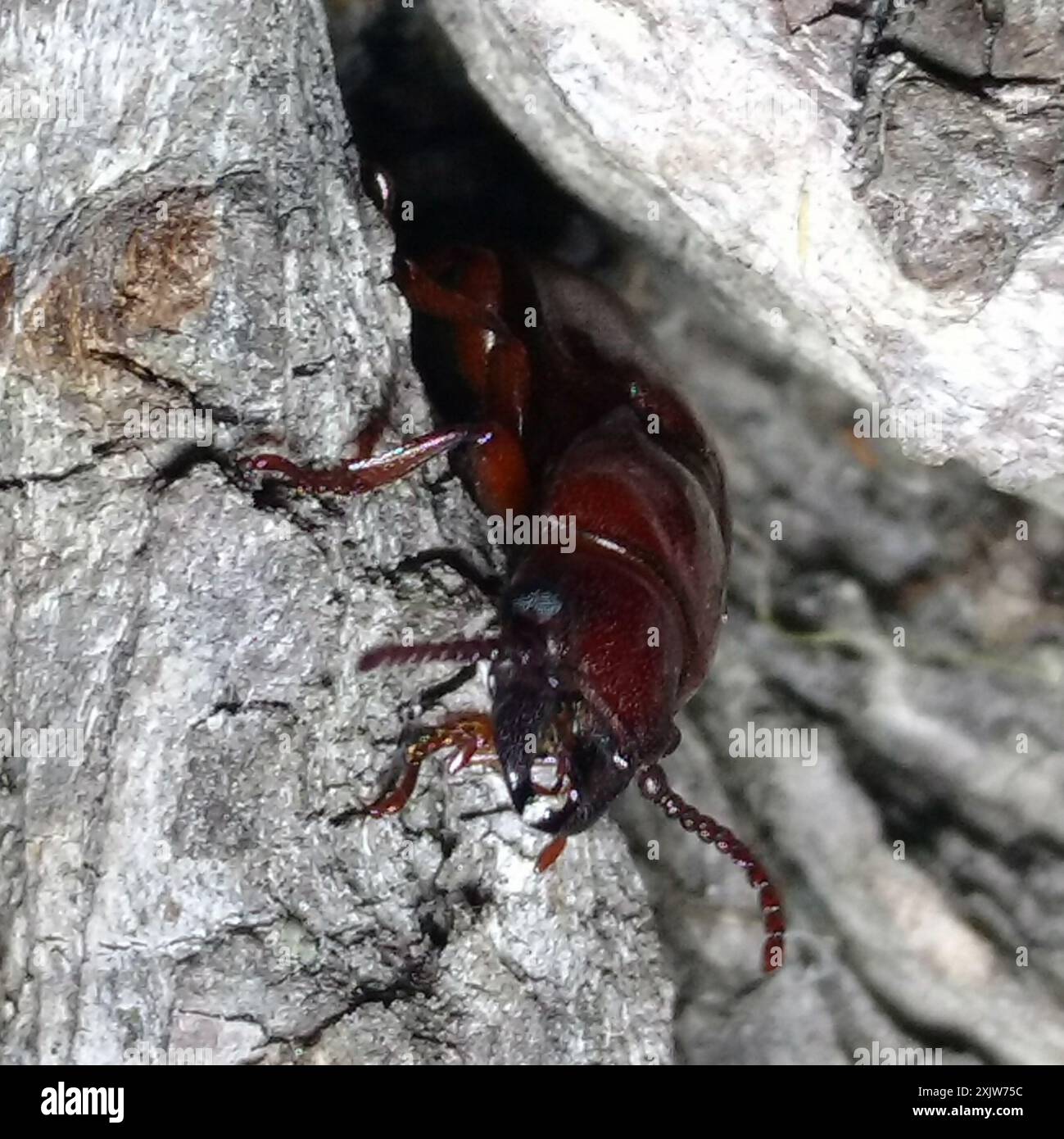 Pole Borer (Neandra brunnea) Insecta Stock Photo - Alamy