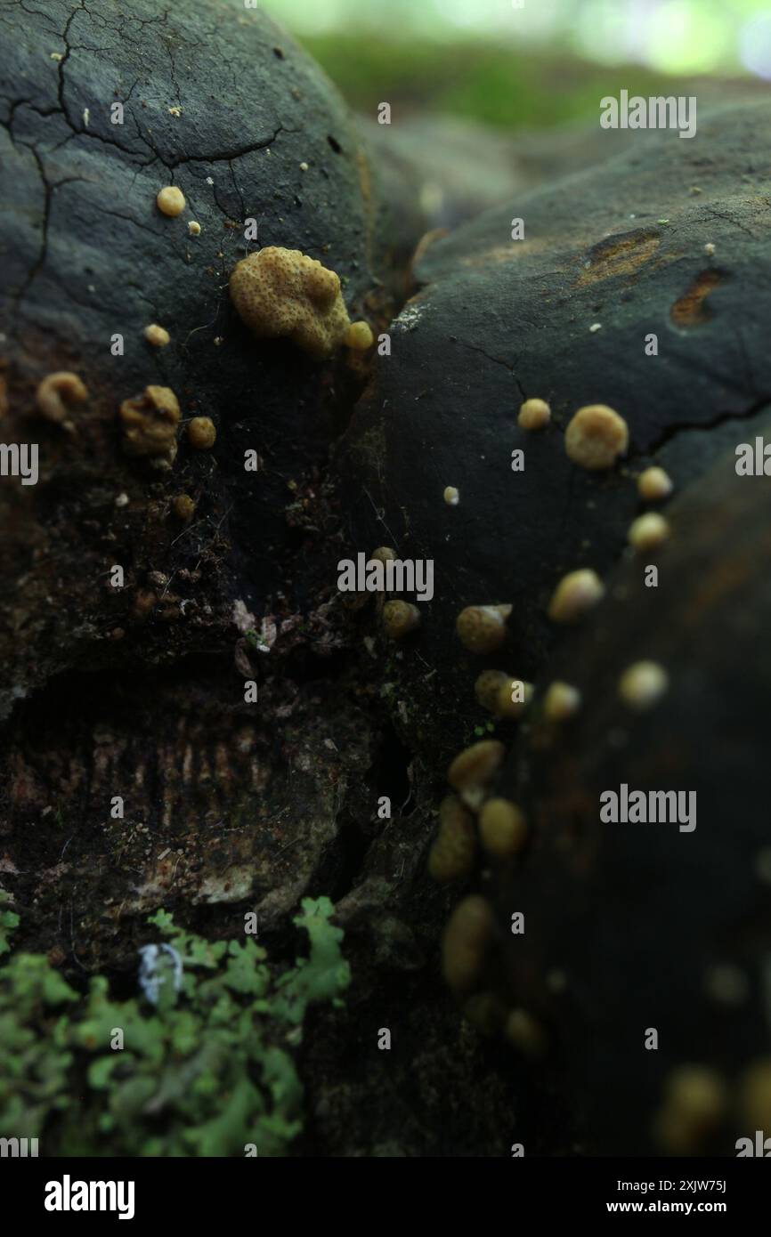 Trichoderma hi-res stock photography and images - Alamy