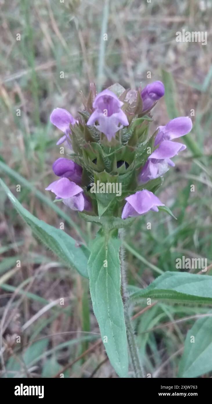 common selfheal (Prunella vulgaris) Plantae Stock Photo - Alamy