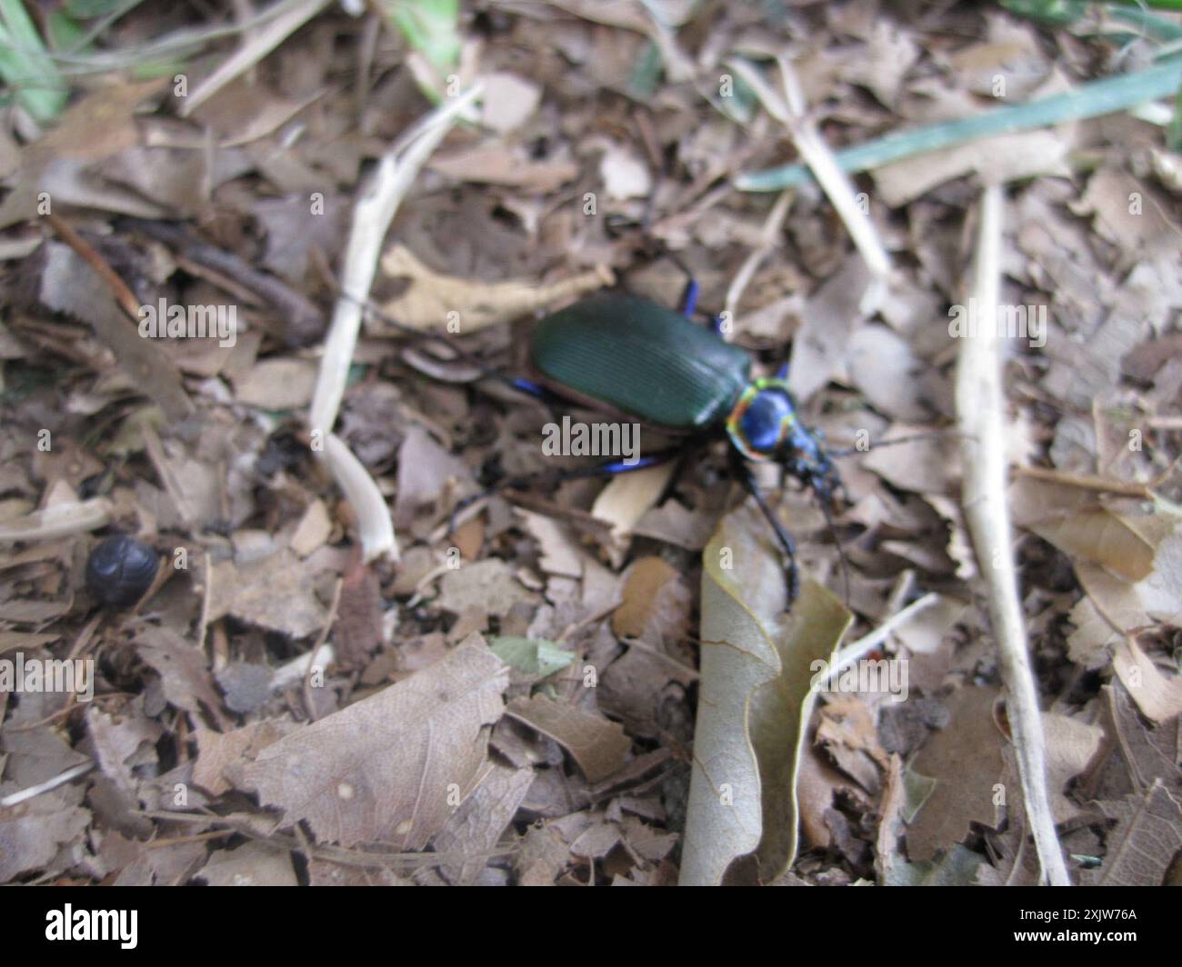 Fiery Searcher (Calosoma scrutator) Insecta Stock Photo - Alamy