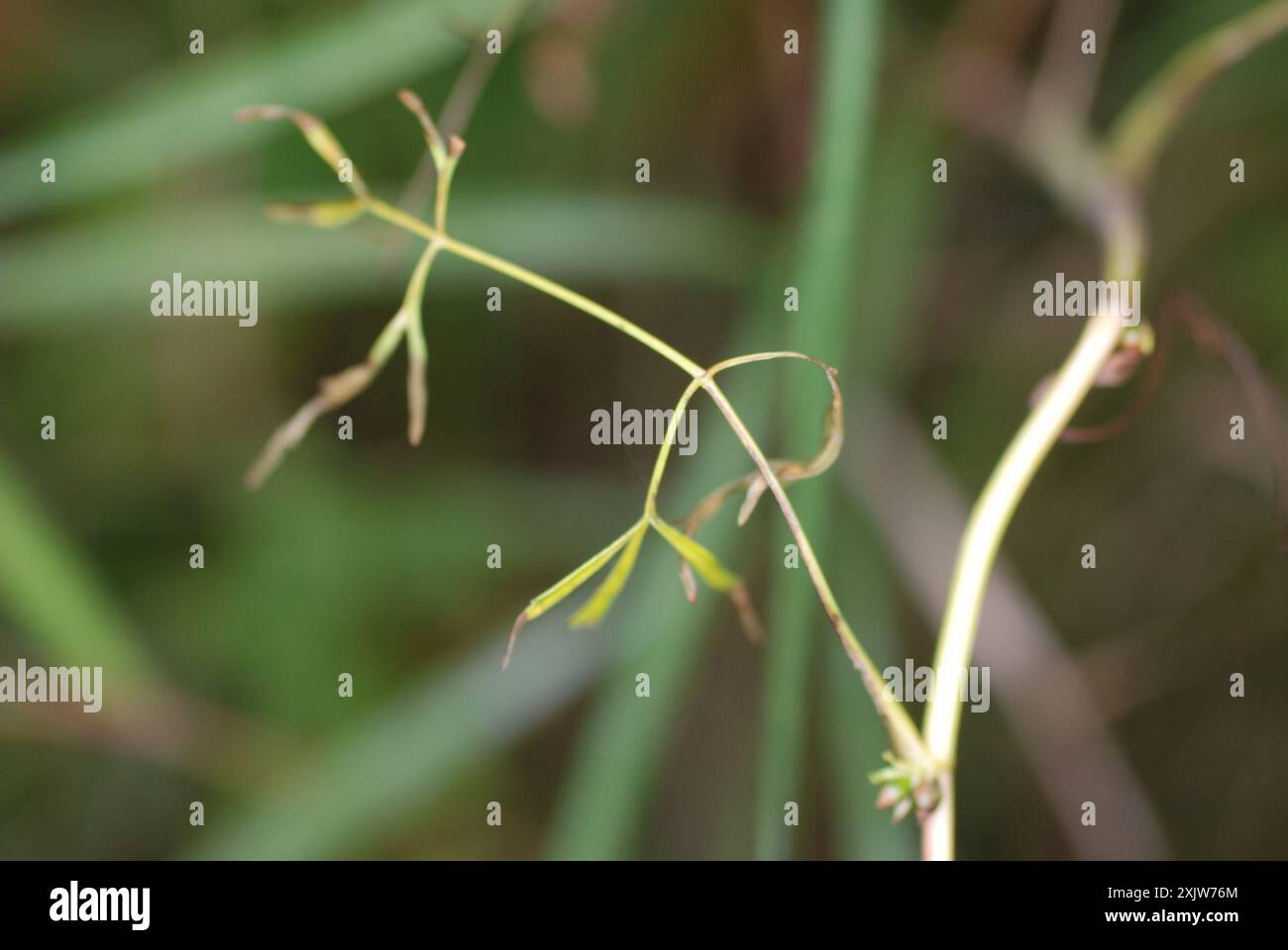 bulblet-bearing water hemlock (Cicuta bulbifera) Plantae Stock Photo ...