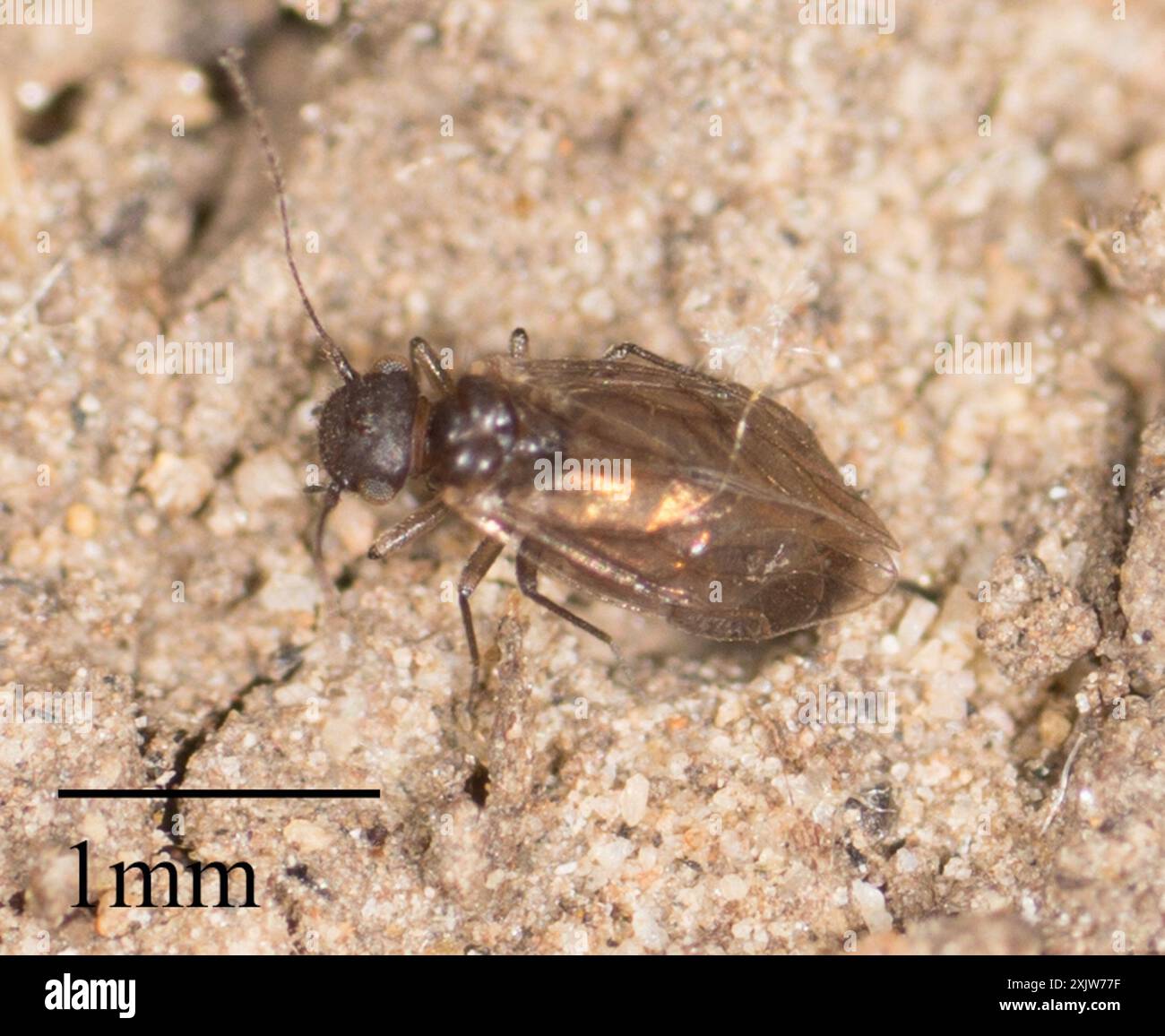Outer Barklice (Ectopsocidae) Insecta Stock Photo - Alamy