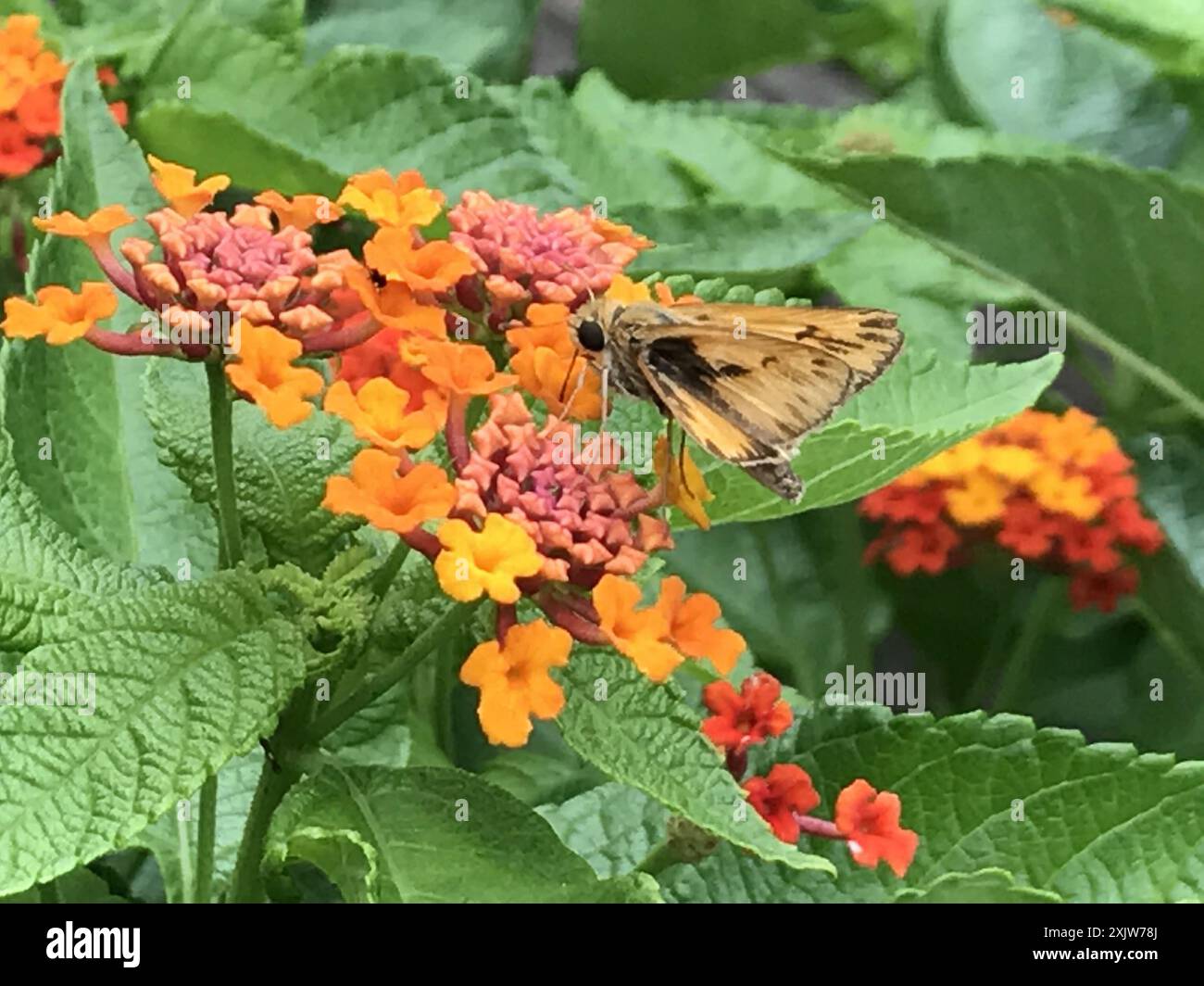 Fiery Skipper (Hylephila phyleus) Insecta Stock Photo - Alamy
