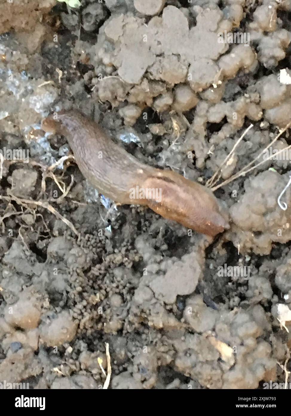 Threeband Slugs (Ambigolimax) Mollusca Stock Photo - Alamy