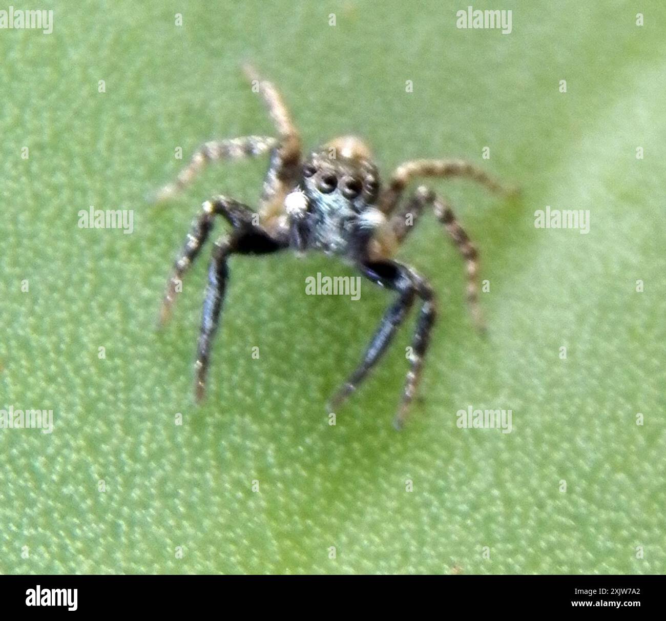Twin-flagged Jumping Spider (Anasaitis canosus) Arachnida Stock Photo ...