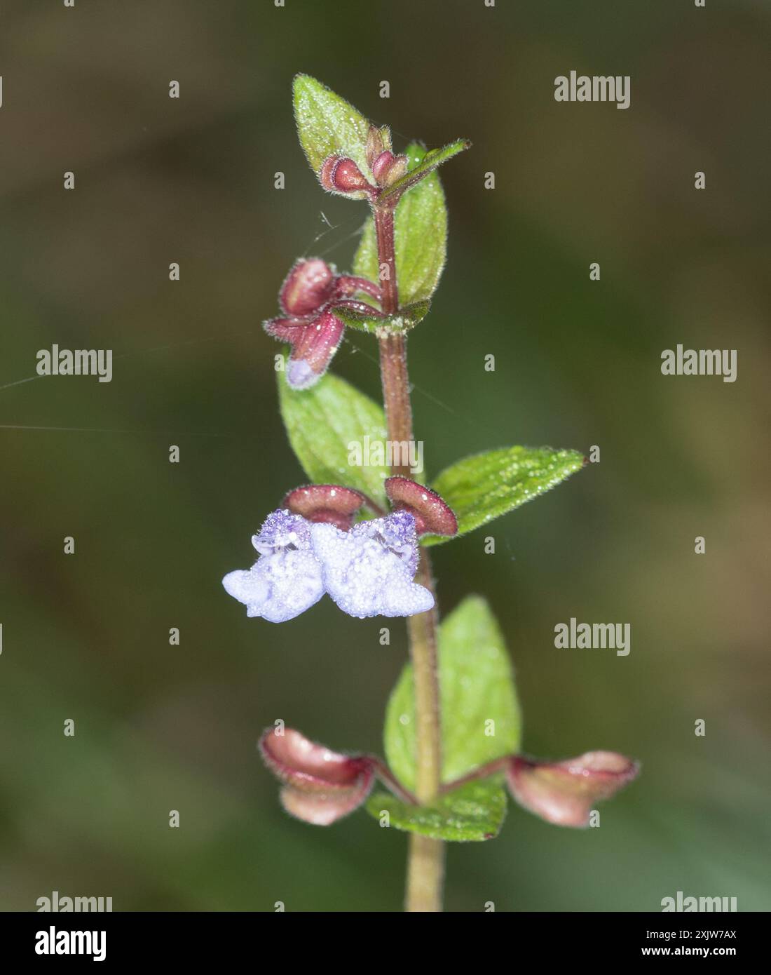 Scutellaria parvula hi-res stock photography and images - Alamy