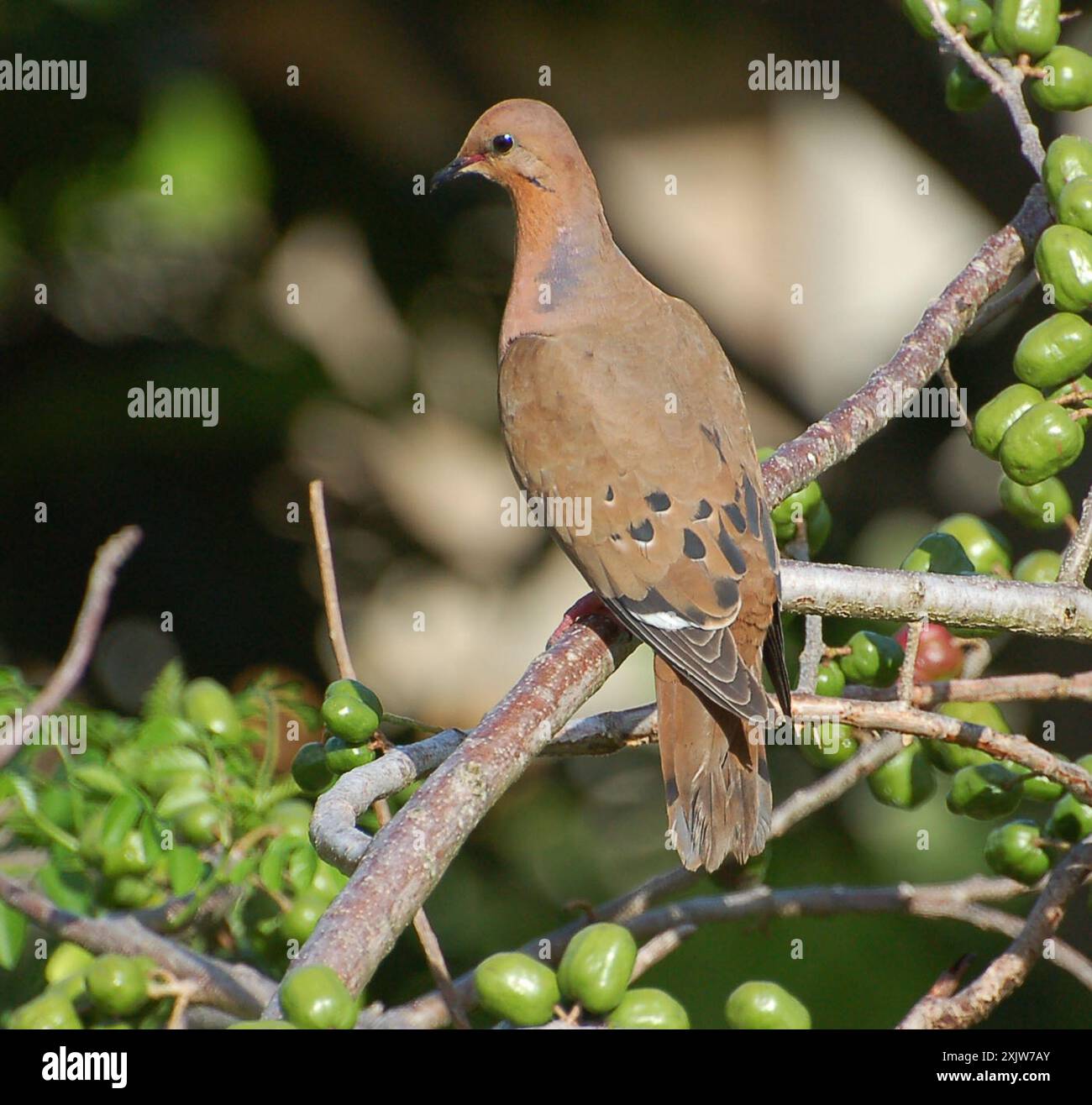 Zenaida Dove (Zenaida aurita) Aves Stock Photo - Alamy
