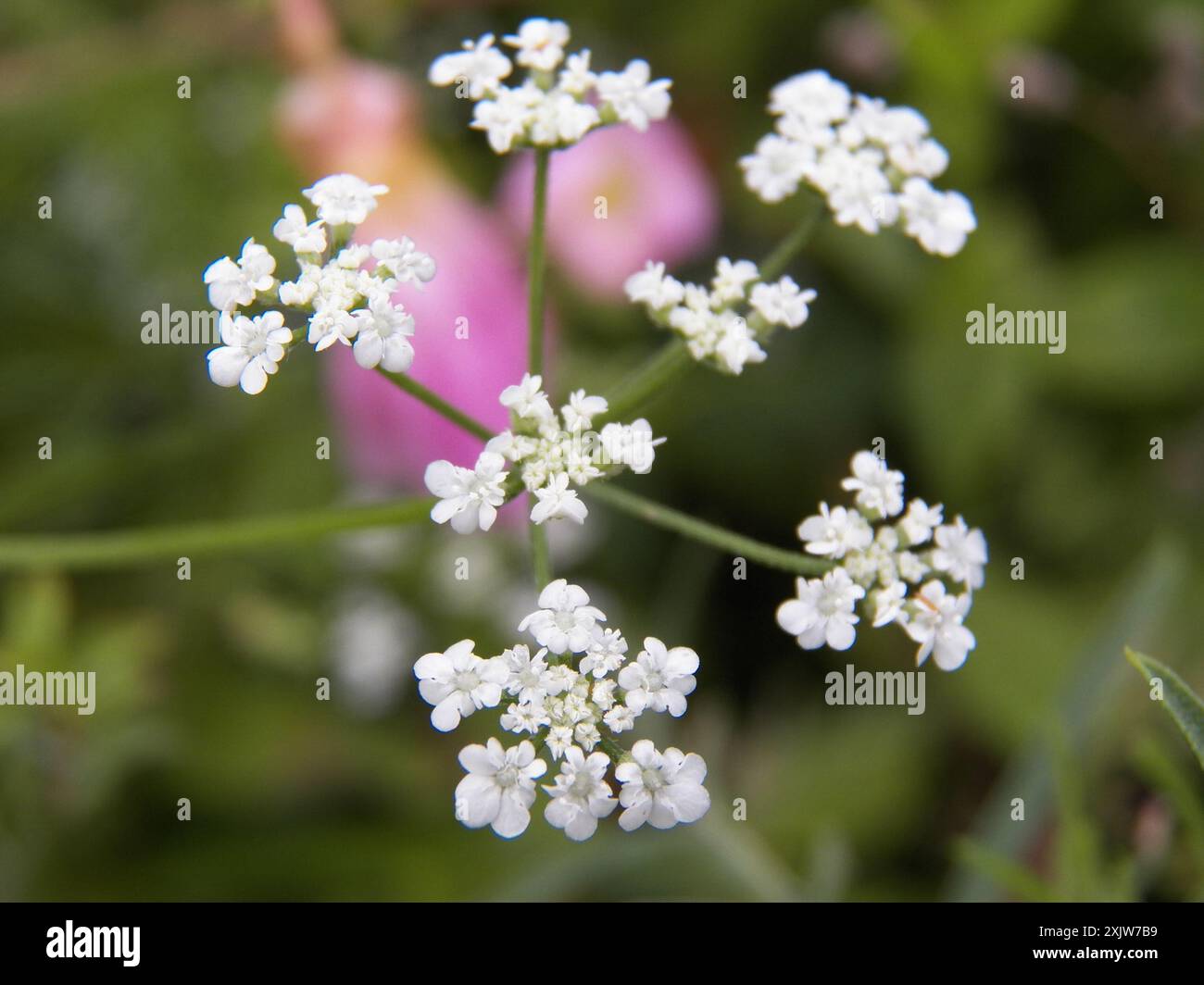 common hedge parsley (Torilis arvensis) Plantae Stock Photo - Alamy