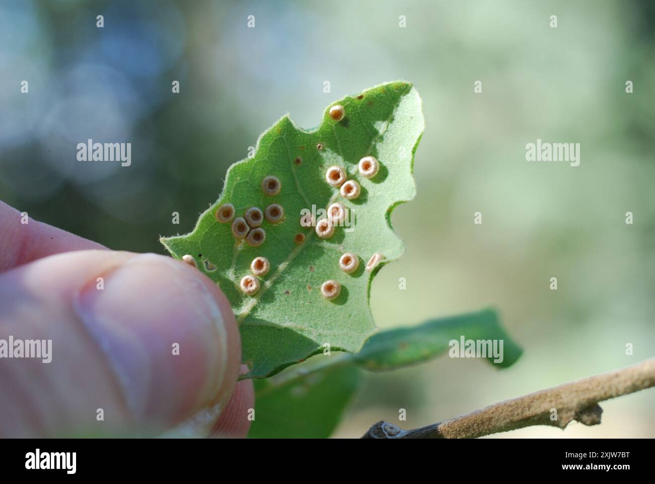 Silk-Button Spangle Gall Wasp (Neuroterus numismalis) Insecta Stock ...