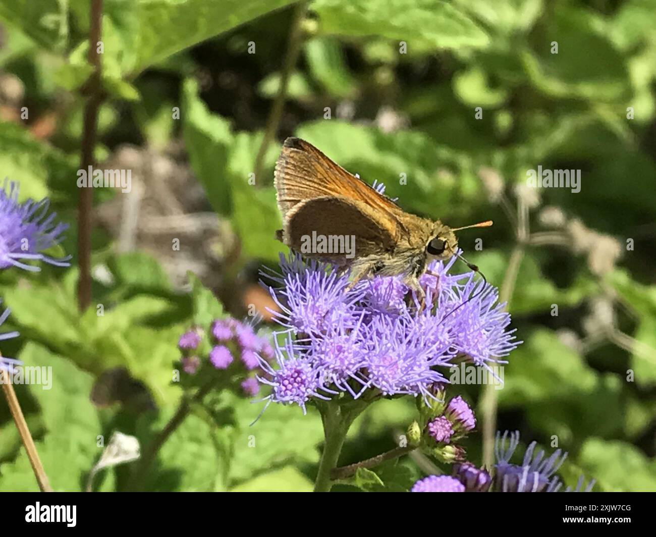 Tawny-edged Skipper (Polites themistocles) Insecta Stock Photo - Alamy