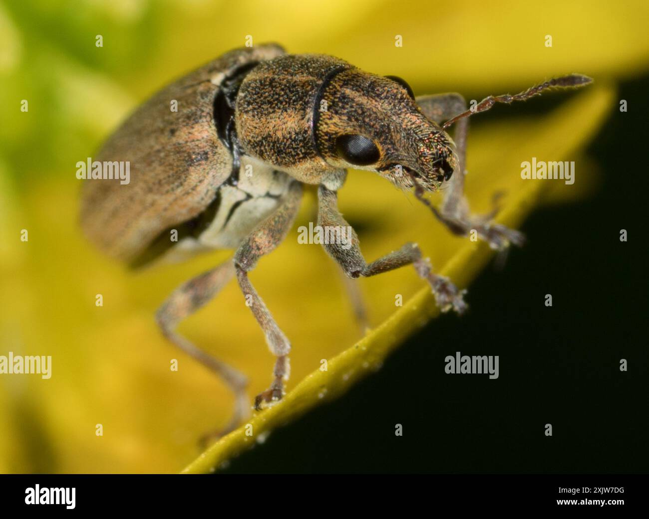 Sitona lineatus hi-res stock photography and images - Alamy