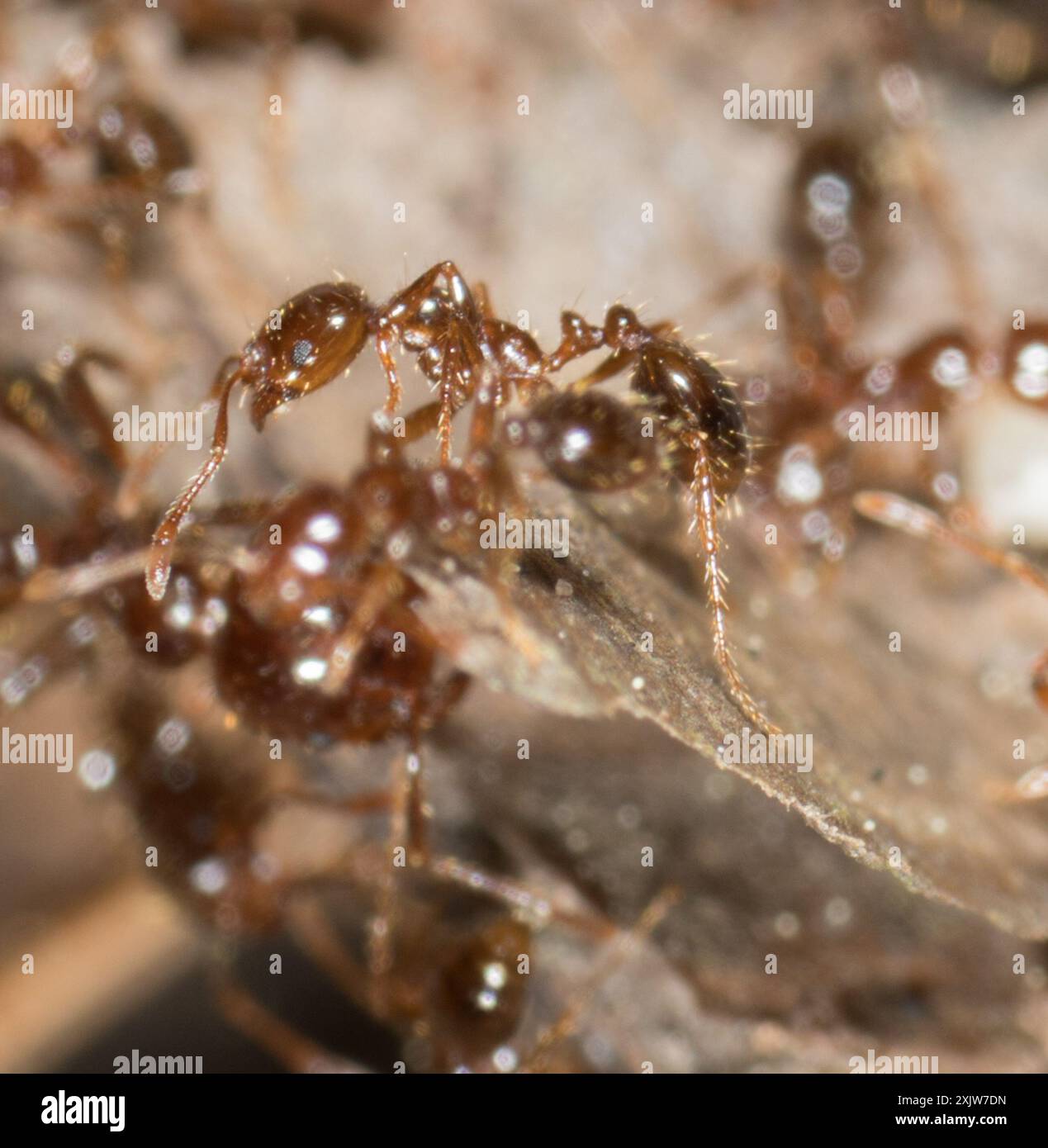 Red Imported Fire Ant (Solenopsis invicta) Insecta Stock Photo - Alamy