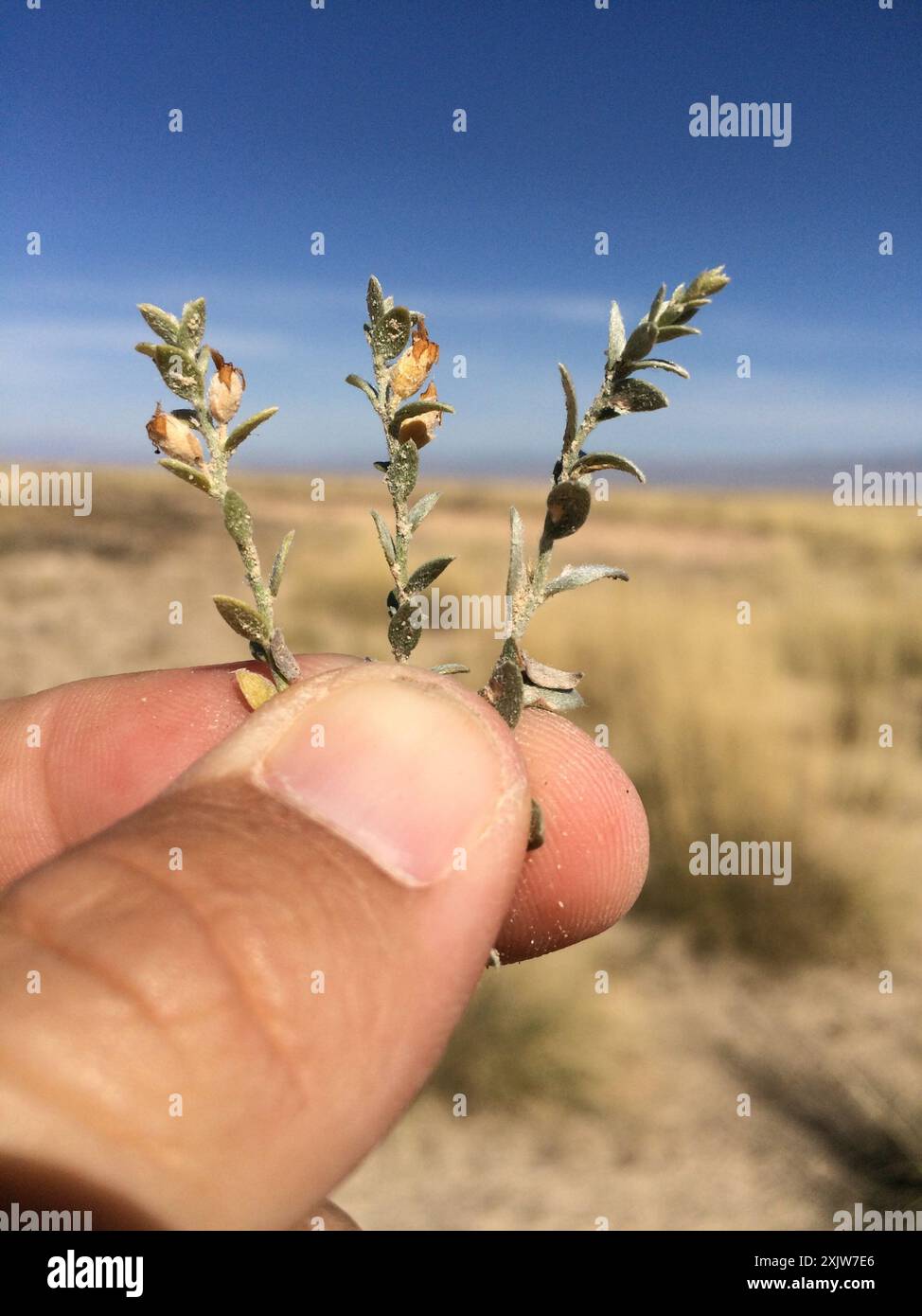Alkali Weed (Cressa truxillensis) Plantae Stock Photo - Alamy