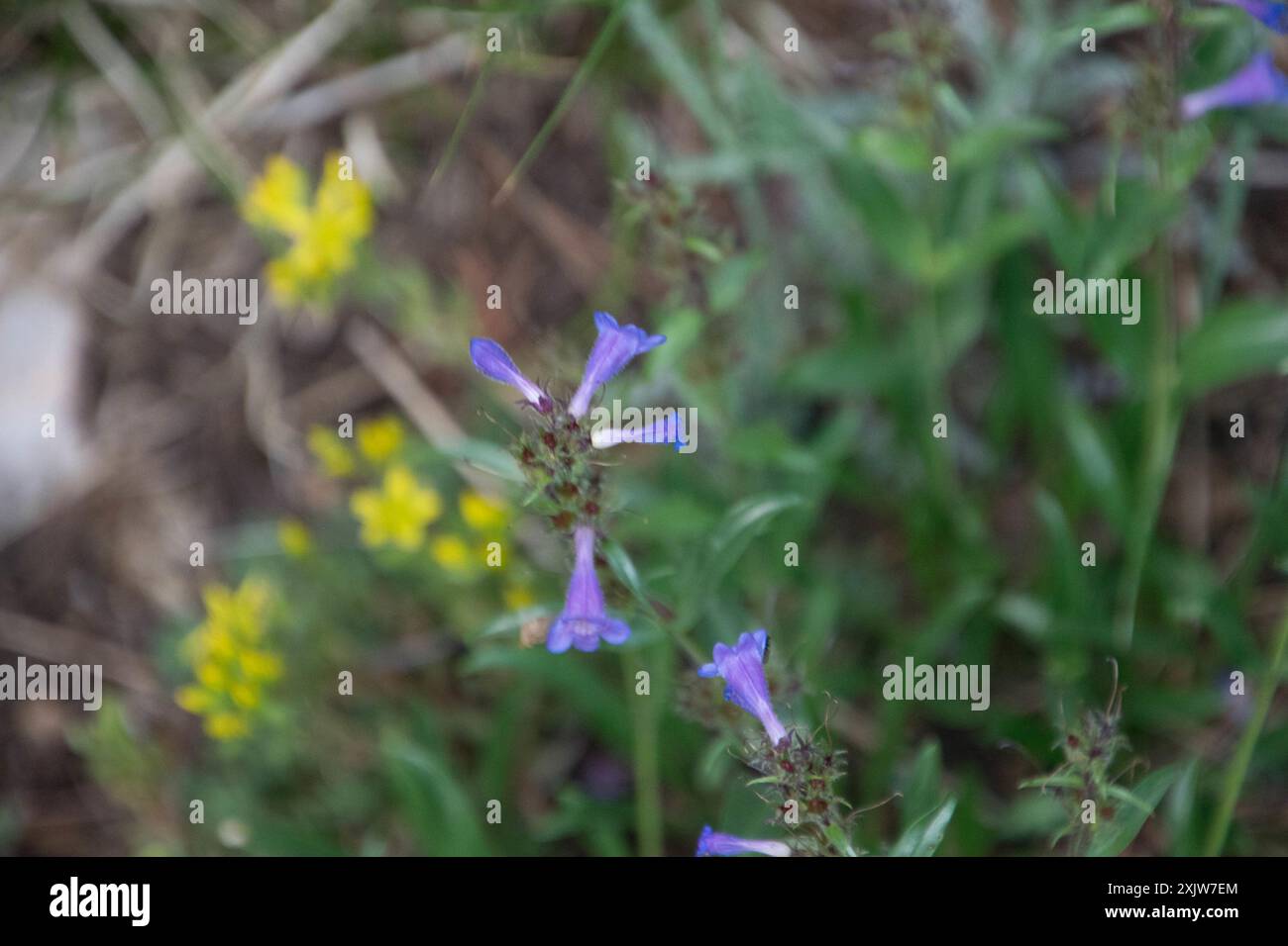 Front Range Beardtongue (Penstemon virens) Plantae Stock Photo - Alamy