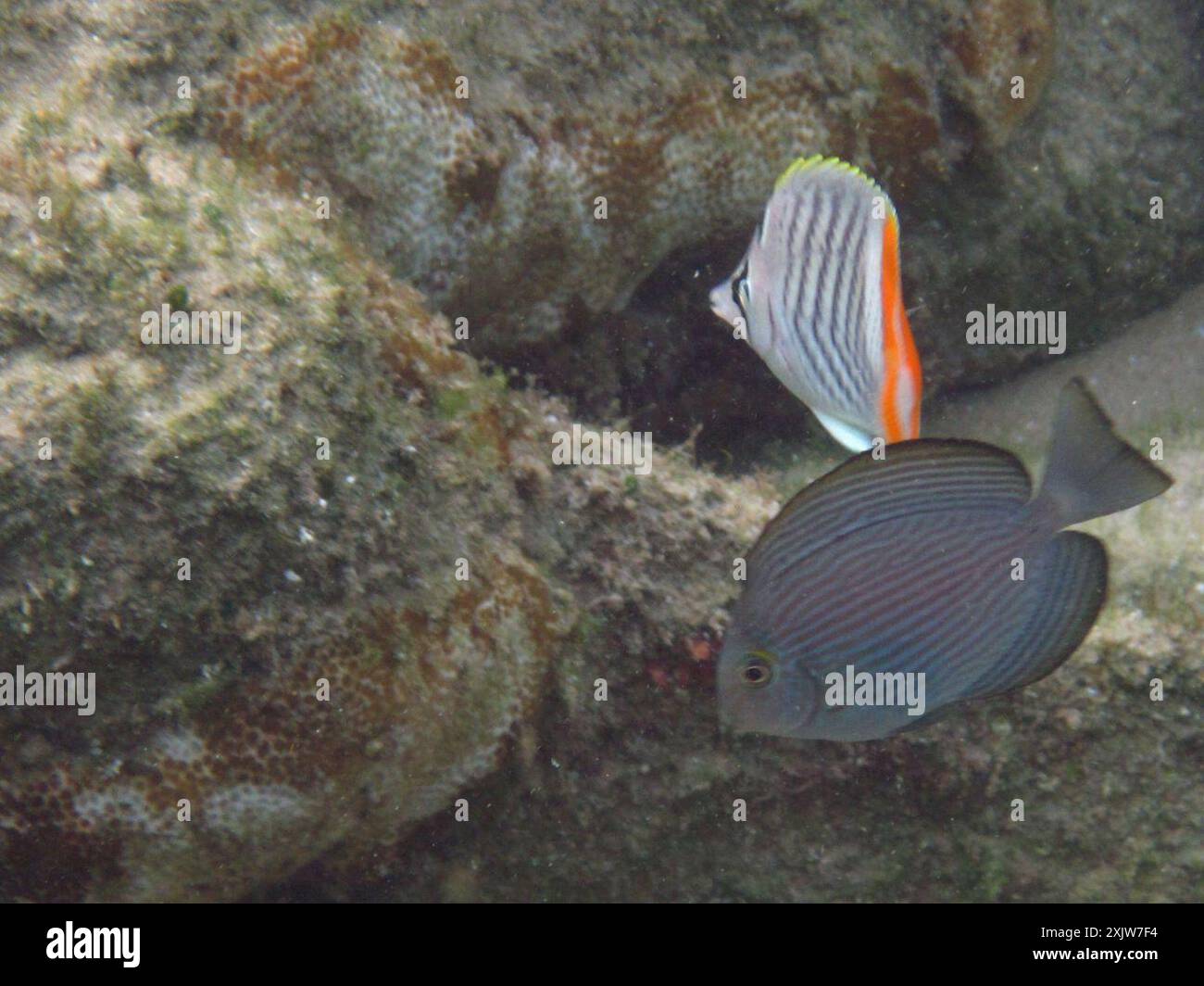 Yellowmask Surgeonfish (Acanthurus mata) Actinopterygii Stock Photo - Alamy