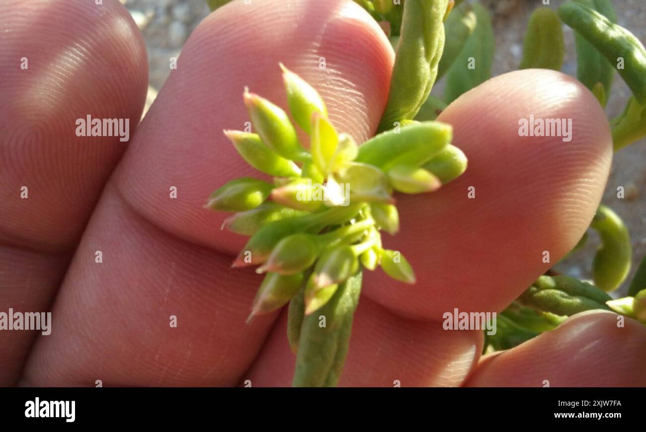 desert rockpurslane (Cistanthe ambigua) Plantae Stock Photo - Alamy