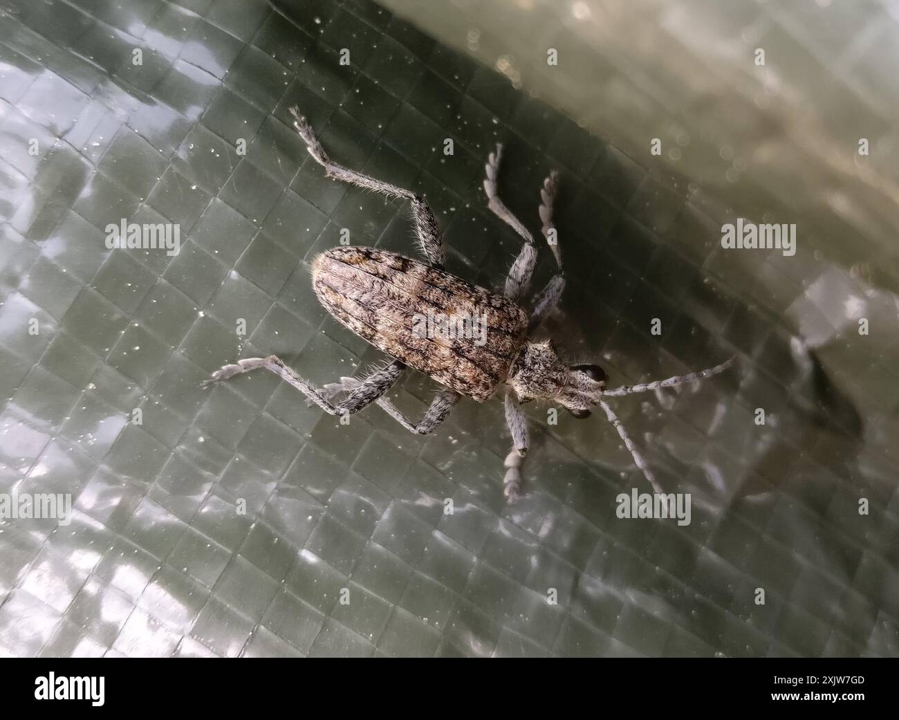 Ribbed Pine Borer (Rhagium inquisitor) Insecta Stock Photo - Alamy