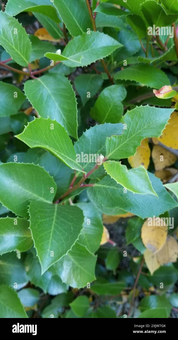 sugar bush × lemonade berry hybrid (Rhus integrifolia × ovata) Plantae ...