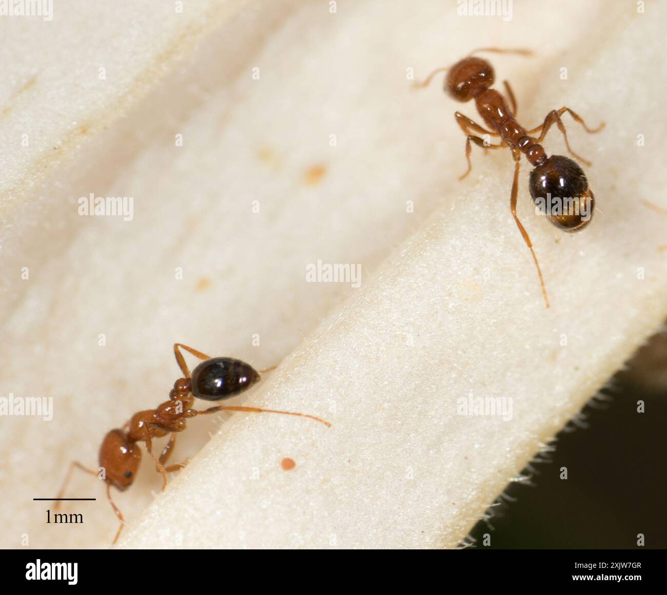 Southern Fire Ant (Solenopsis xyloni) Insecta Stock Photo - Alamy