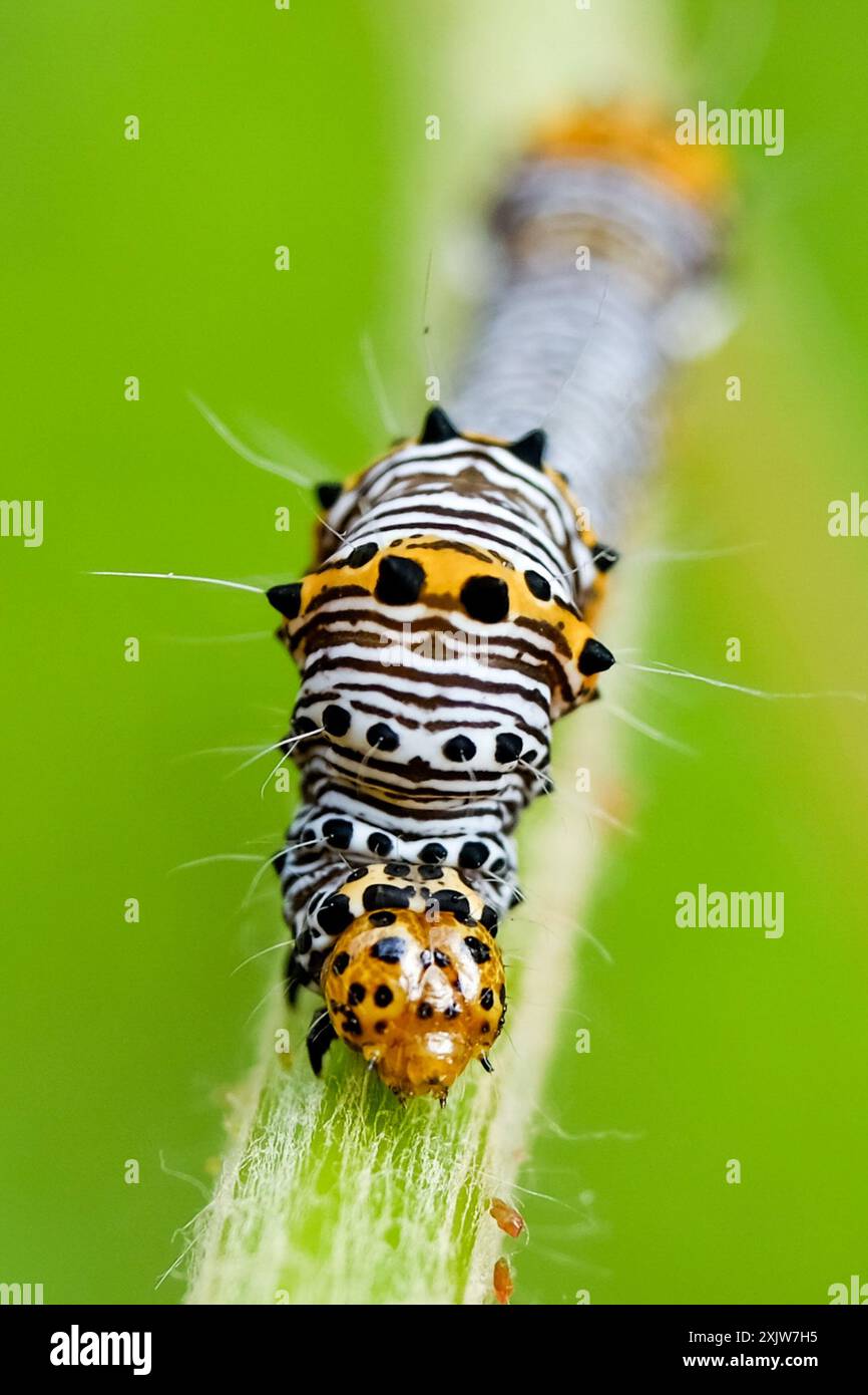 Eight-spotted Forester Moth (Alypia octomaculata) Insecta Stock Photo ...